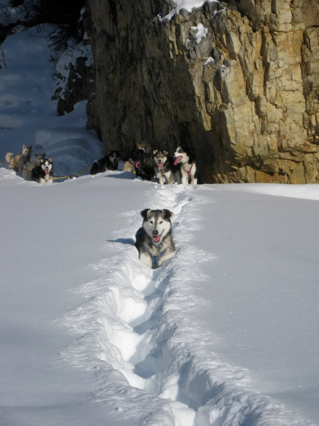 Bush Alaska Expeditions Dog Sled Tours