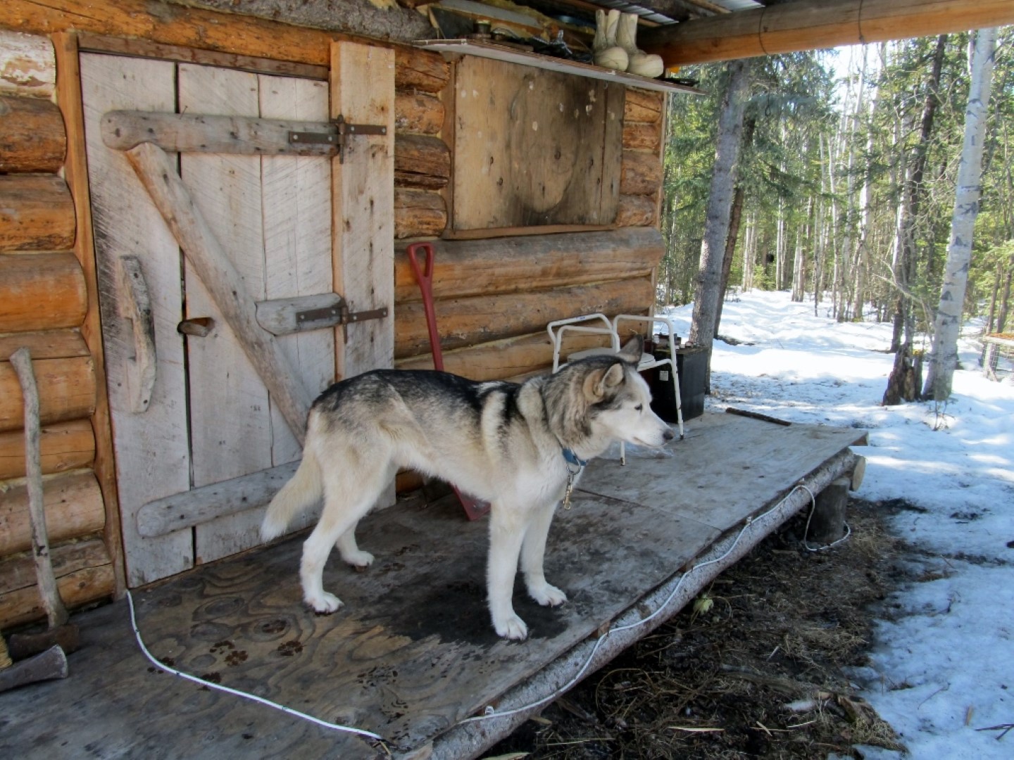 Bush Alaska Expeditions Dog Sled Tours