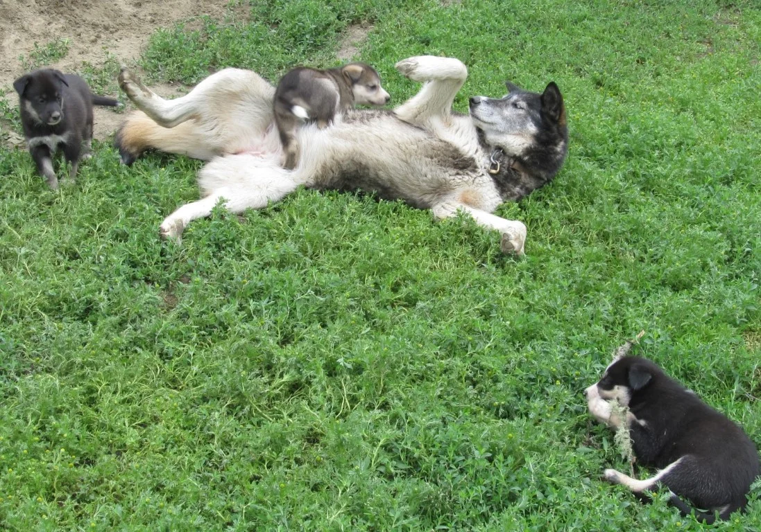 Bush Alaska Expeditions Dog Sled Tours