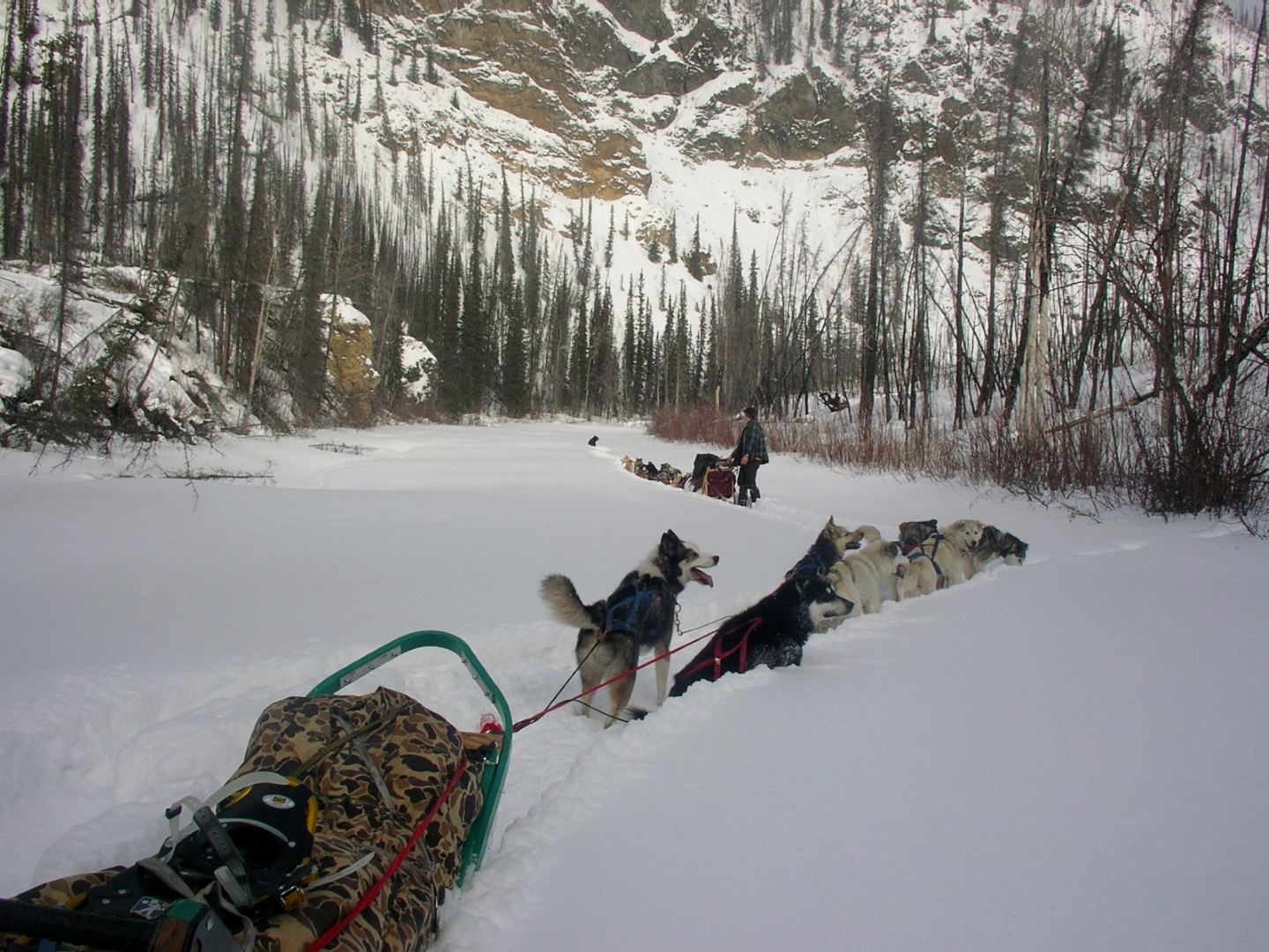 Bush Alaska Expeditions Dog Sled Tours
