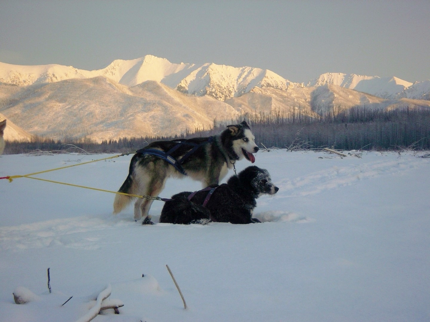 Bush Alaska Expeditions Dog Sled Tours