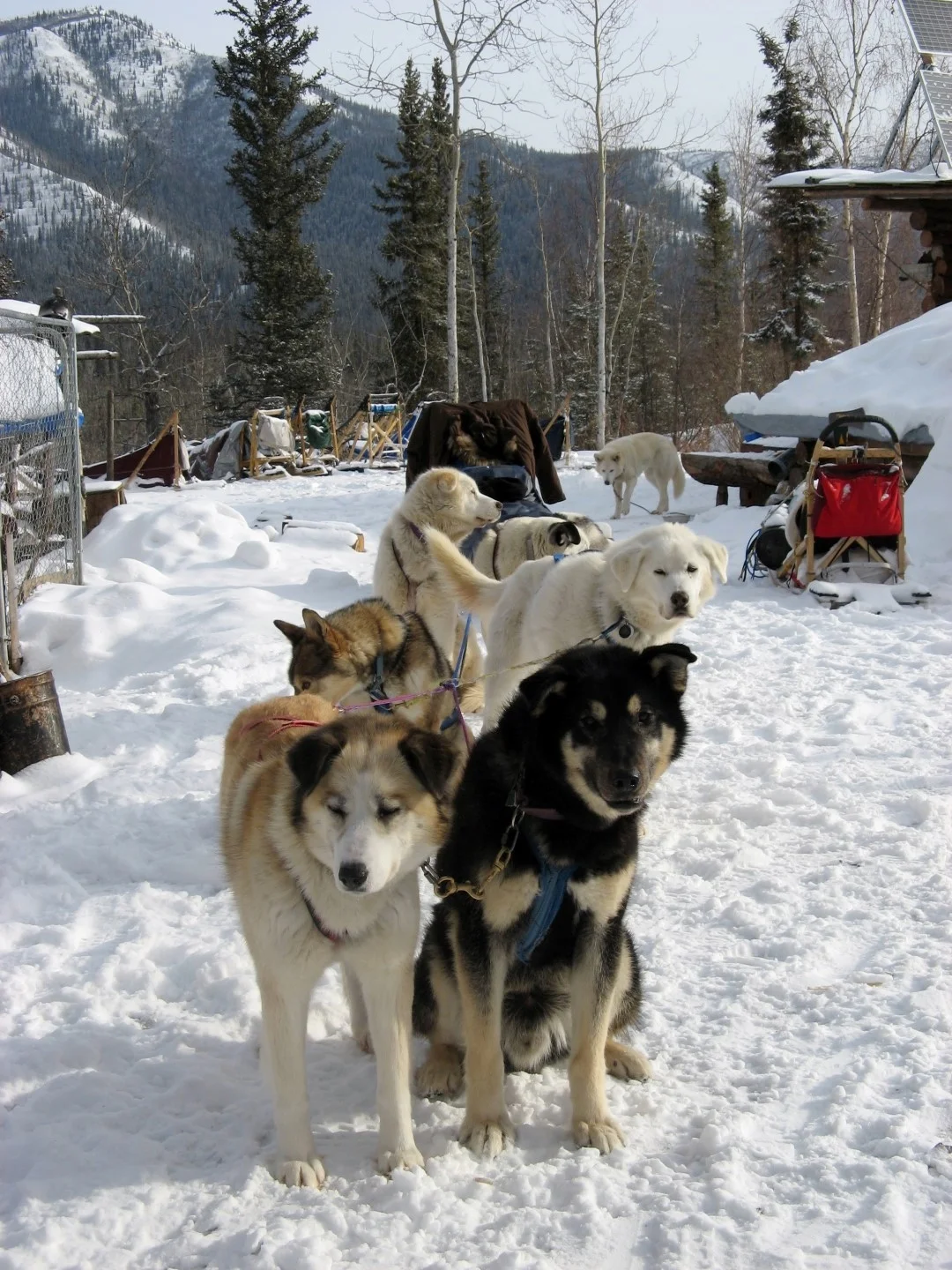 Yukon River & Alaska wilderness tour information — Bush Alaska ...