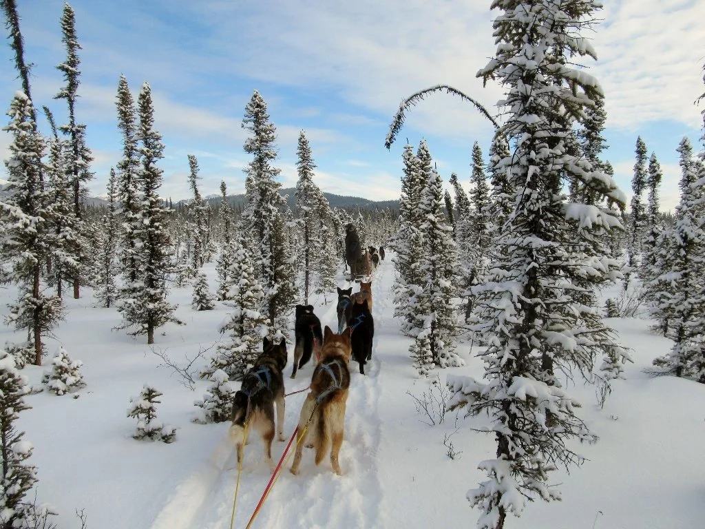 Blog — Bush Alaska Expeditions Dog Sled Tours