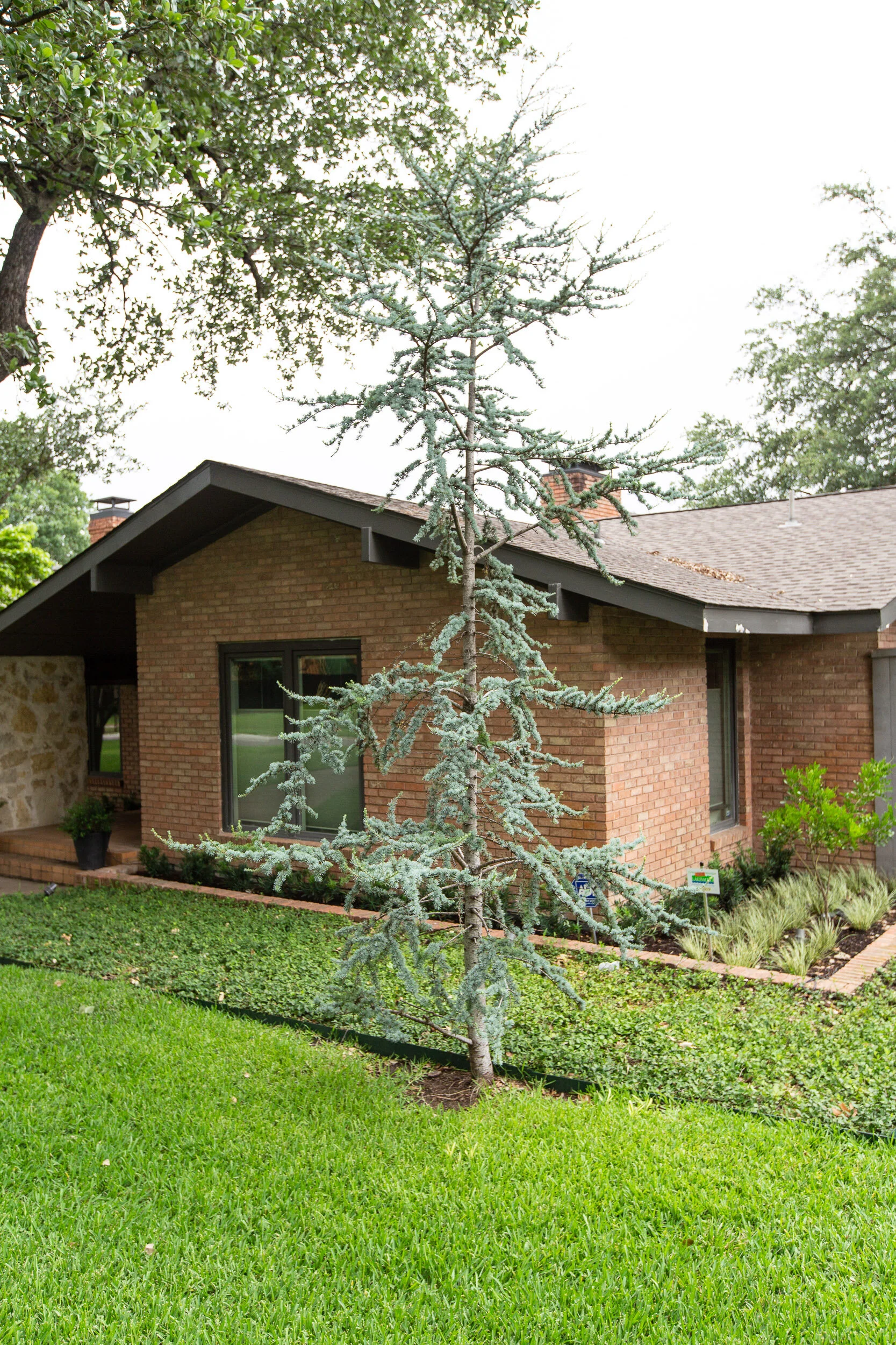 Blue Atlas Cedar In Landscaping