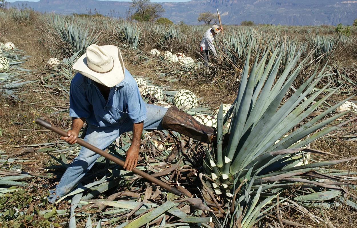 Conciere - Premium Well Spirits