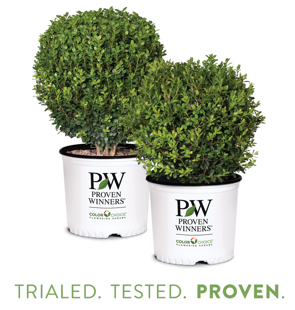 NewGen® Boxwood