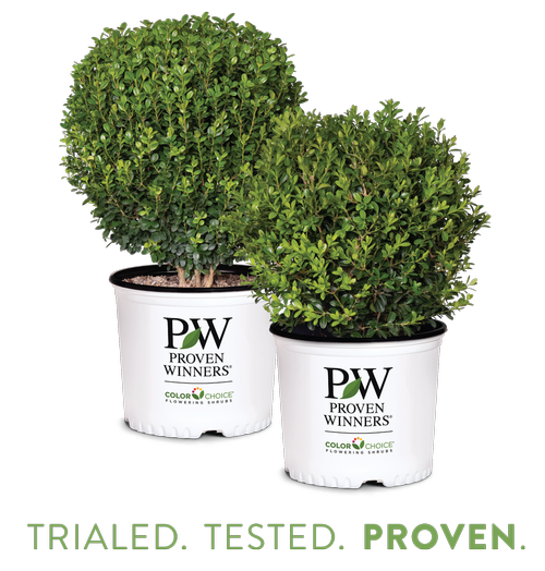 NewGen® Boxwood