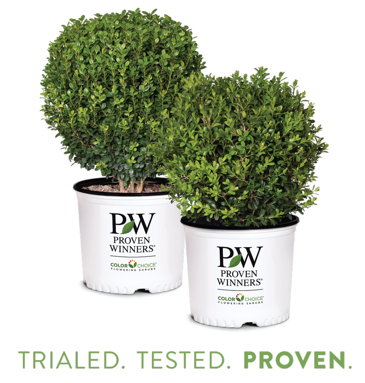 NewGen® Boxwood