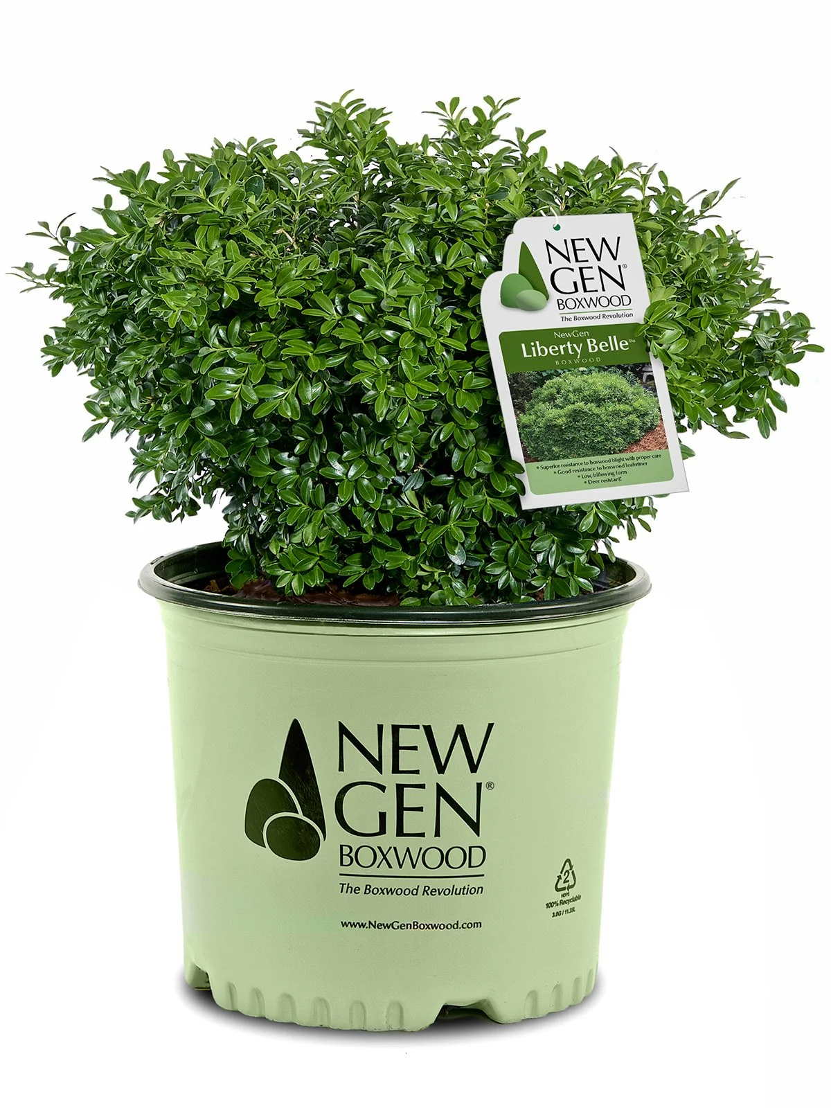 NewGen Liberty Belle® — NewGen® Boxwood