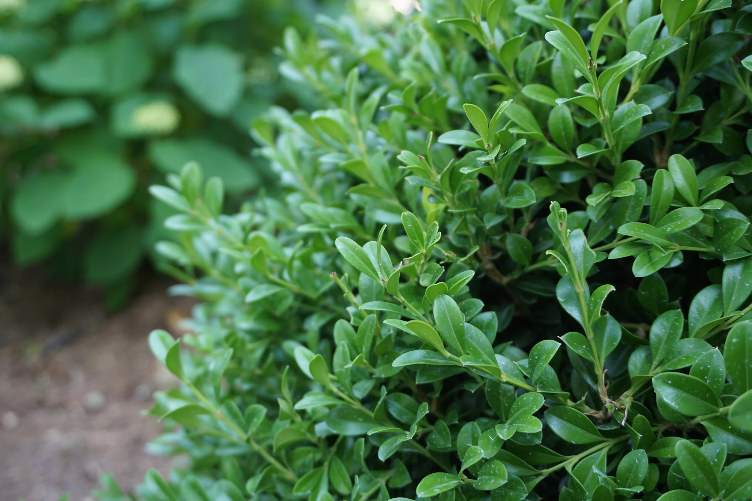 NewGen Independence™ — NewGen™ Boxwood