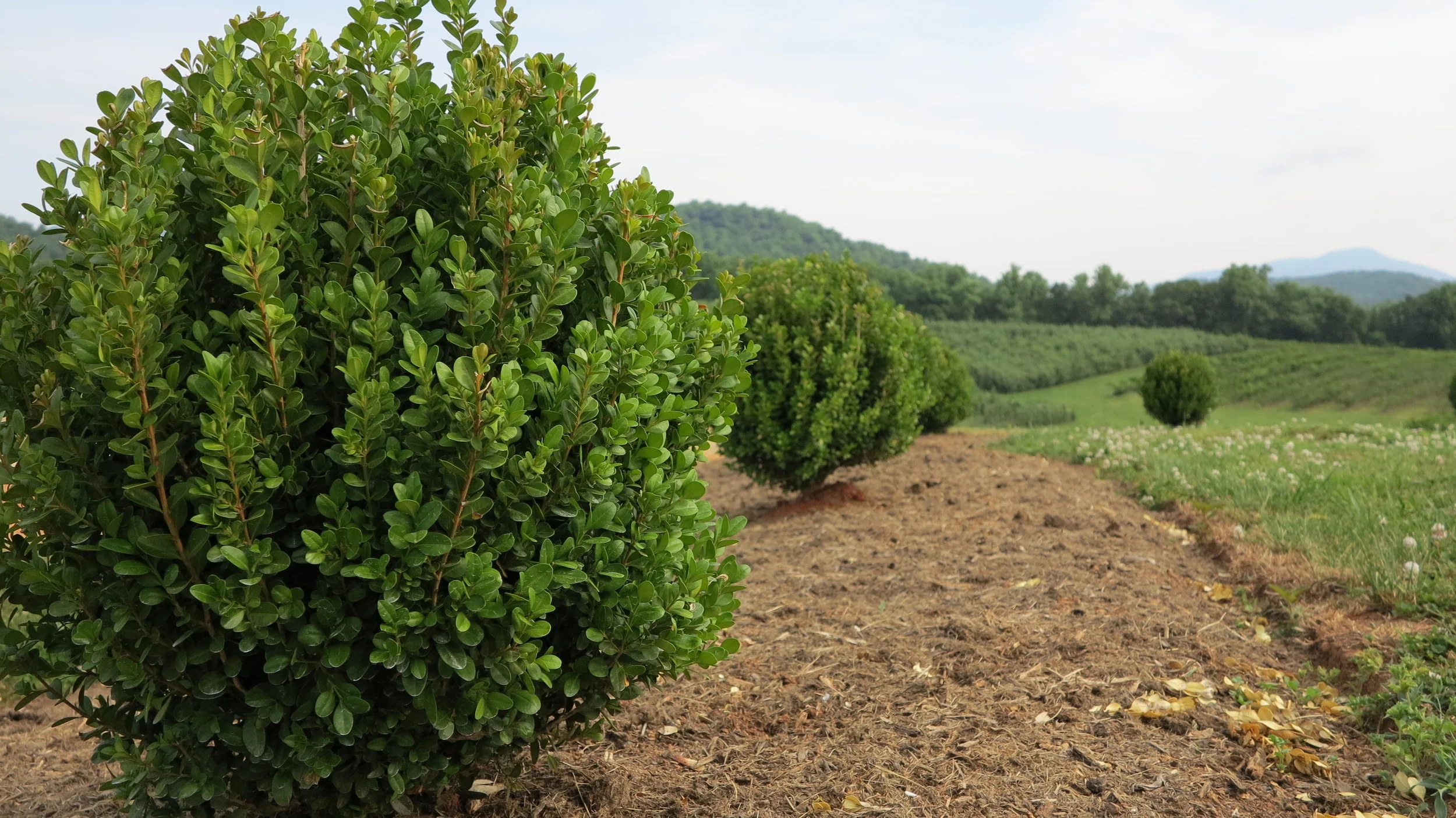 NewGen Freedom™ — NewGen™ Boxwood