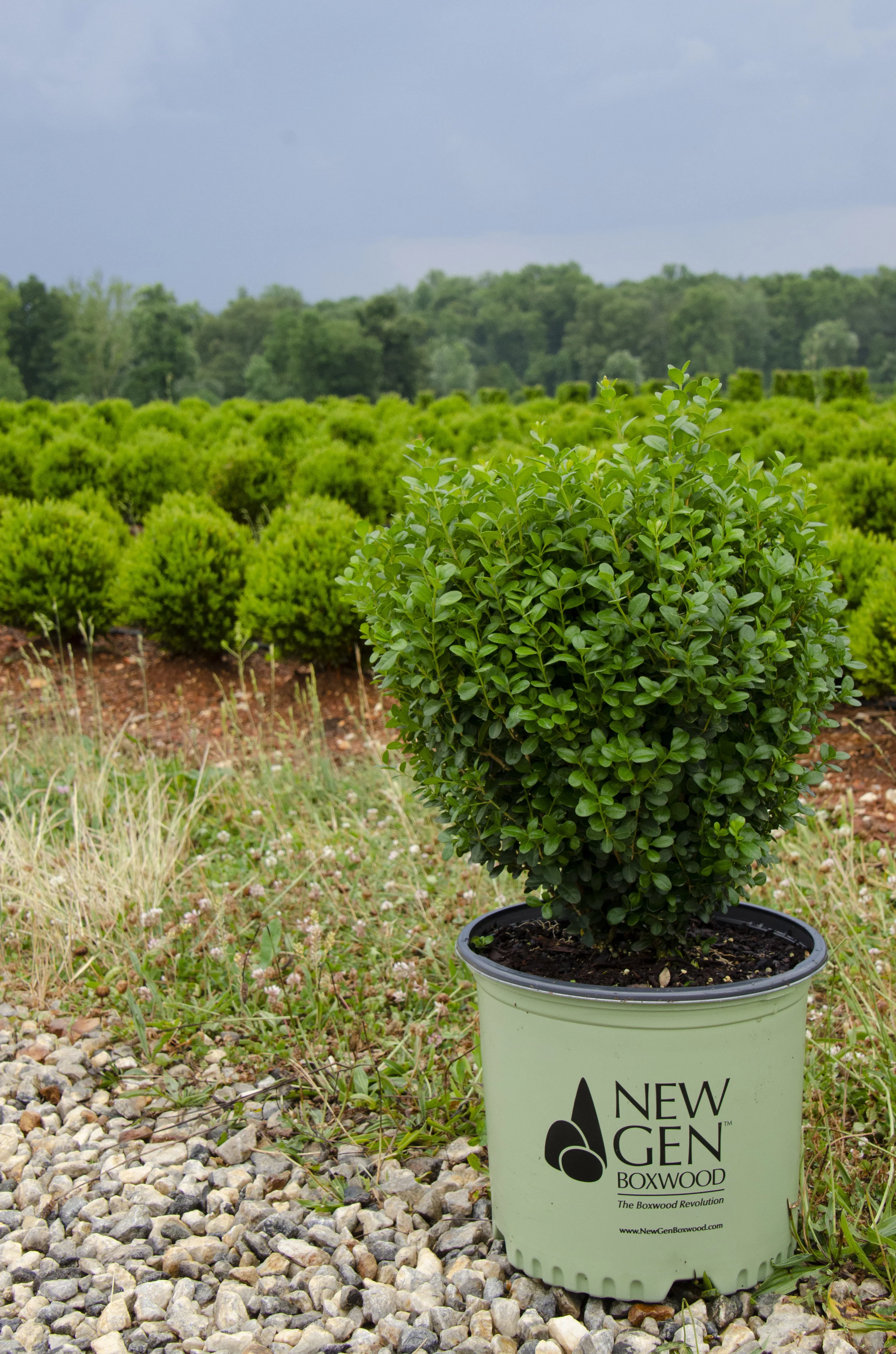 NewGen Freedom™ — NewGen™ Boxwood