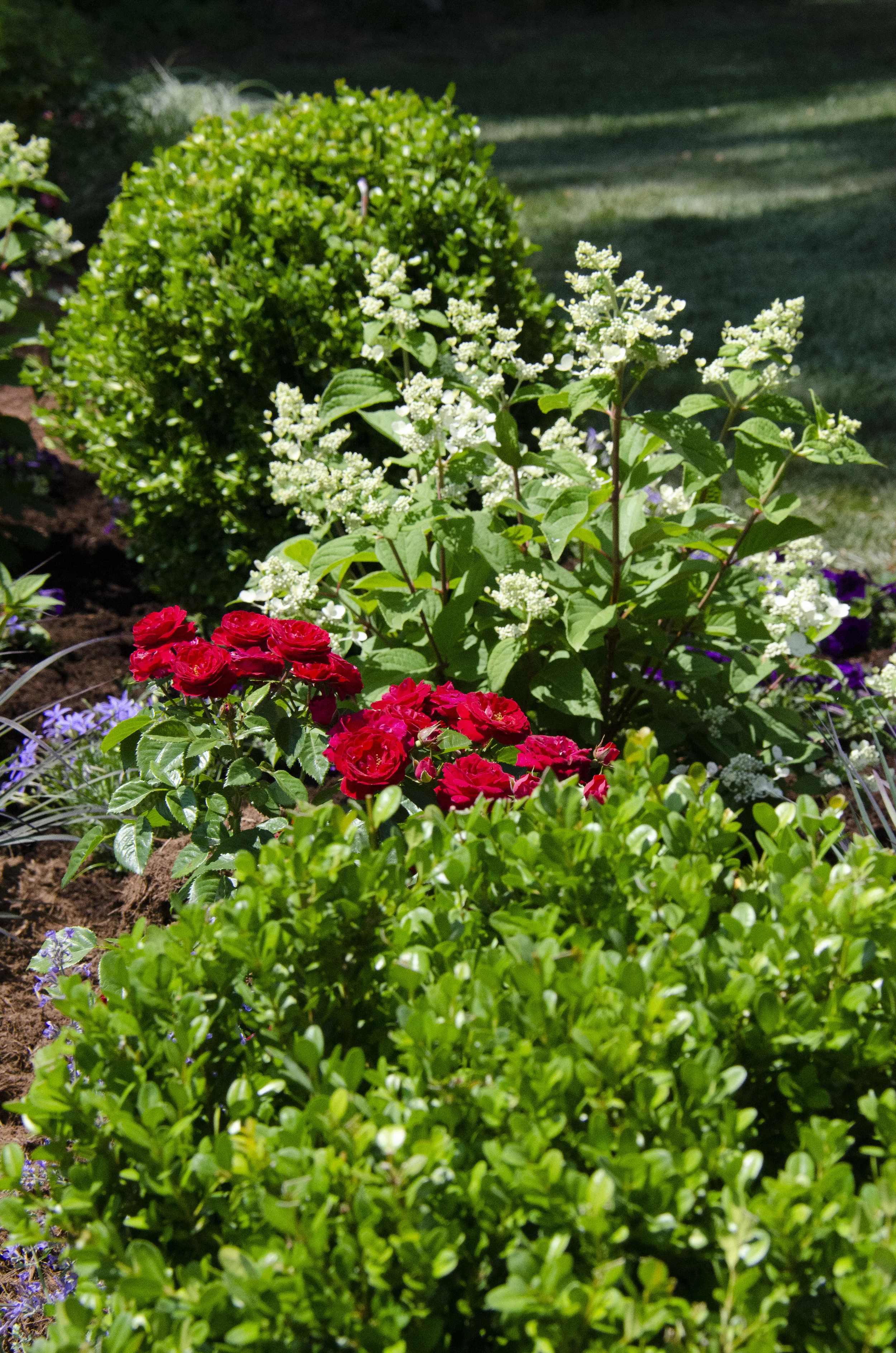 NewGen Freedom™ — NewGen™ Boxwood