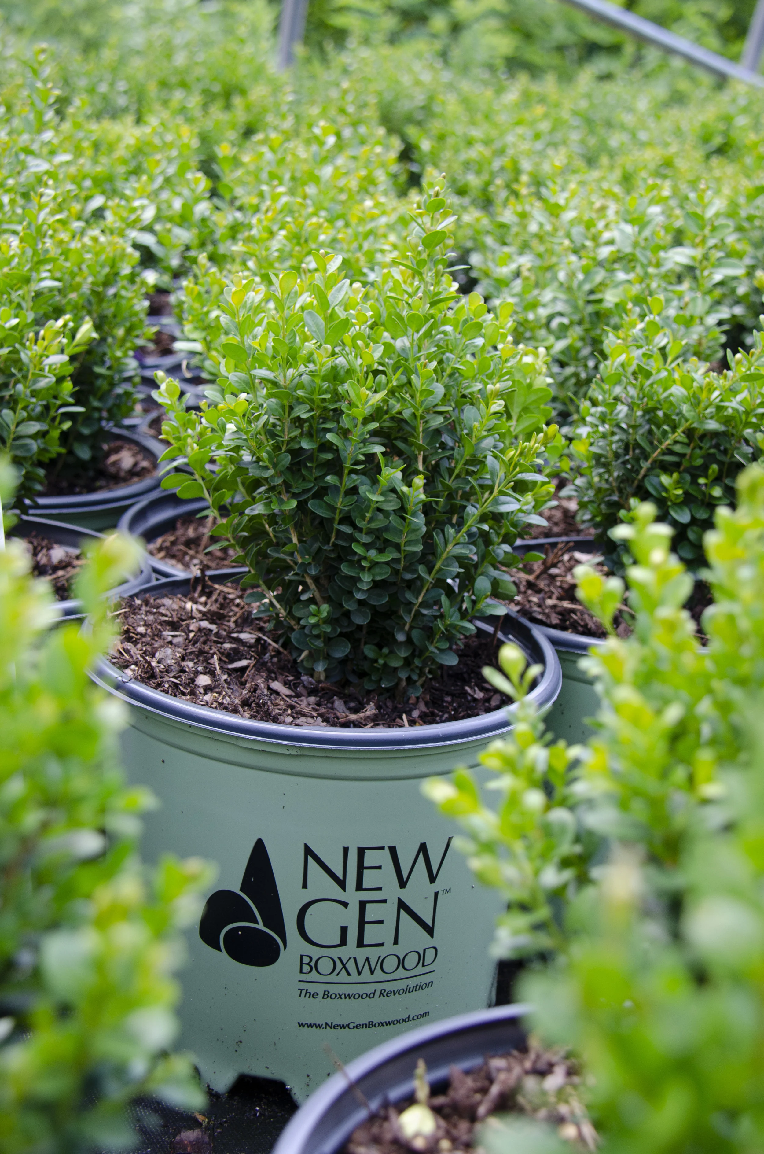 NewGen Freedom™ — NewGen™ Boxwood