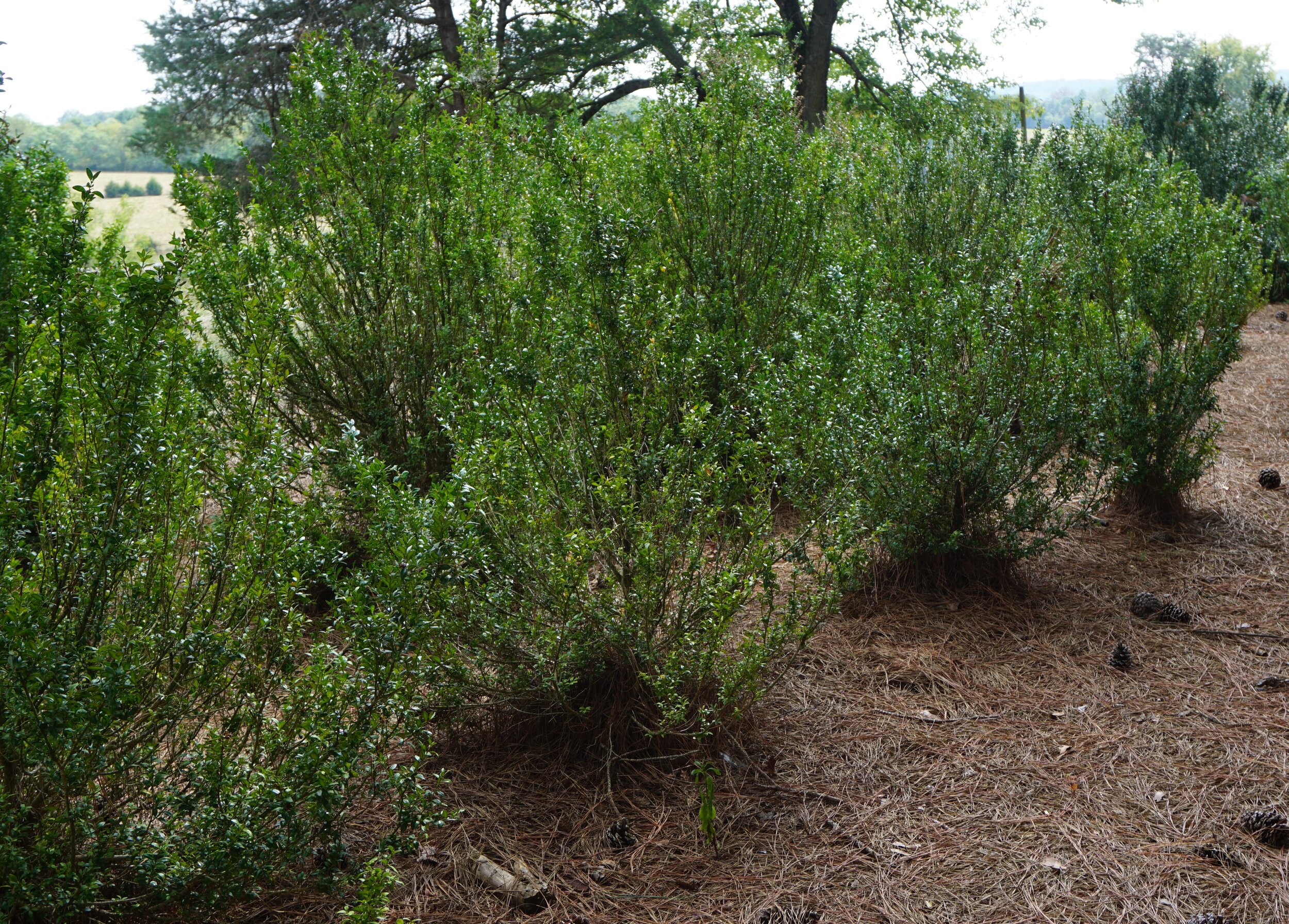 What's Wrong With My Boxwood? — NewGen™ Boxwood