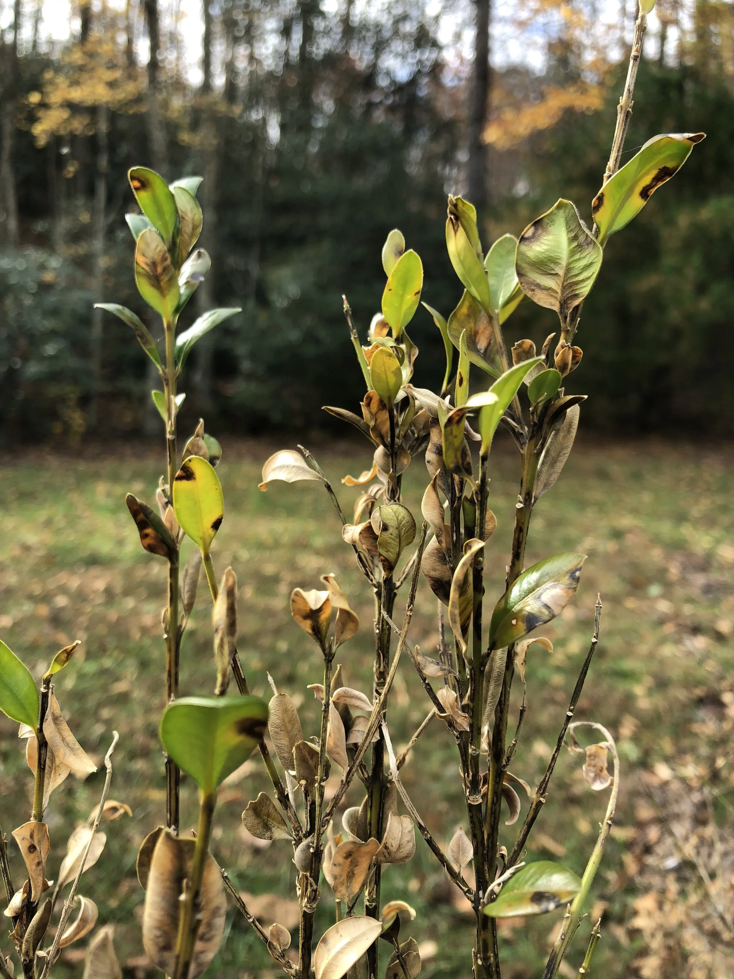 What's Wrong With My Boxwood? — NewGen™ Boxwood