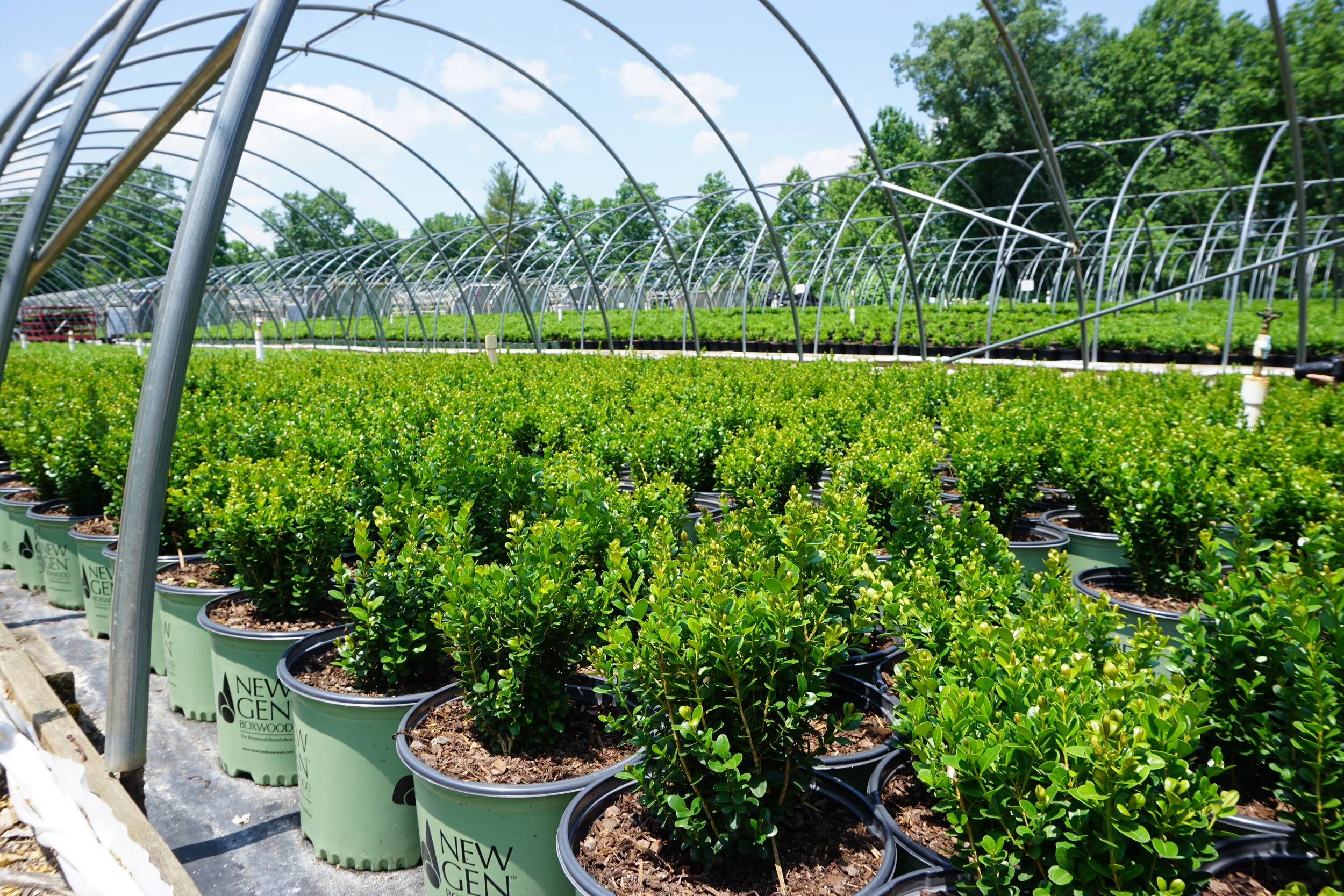 Boxwood Care — Blog — NewGen™ Boxwood