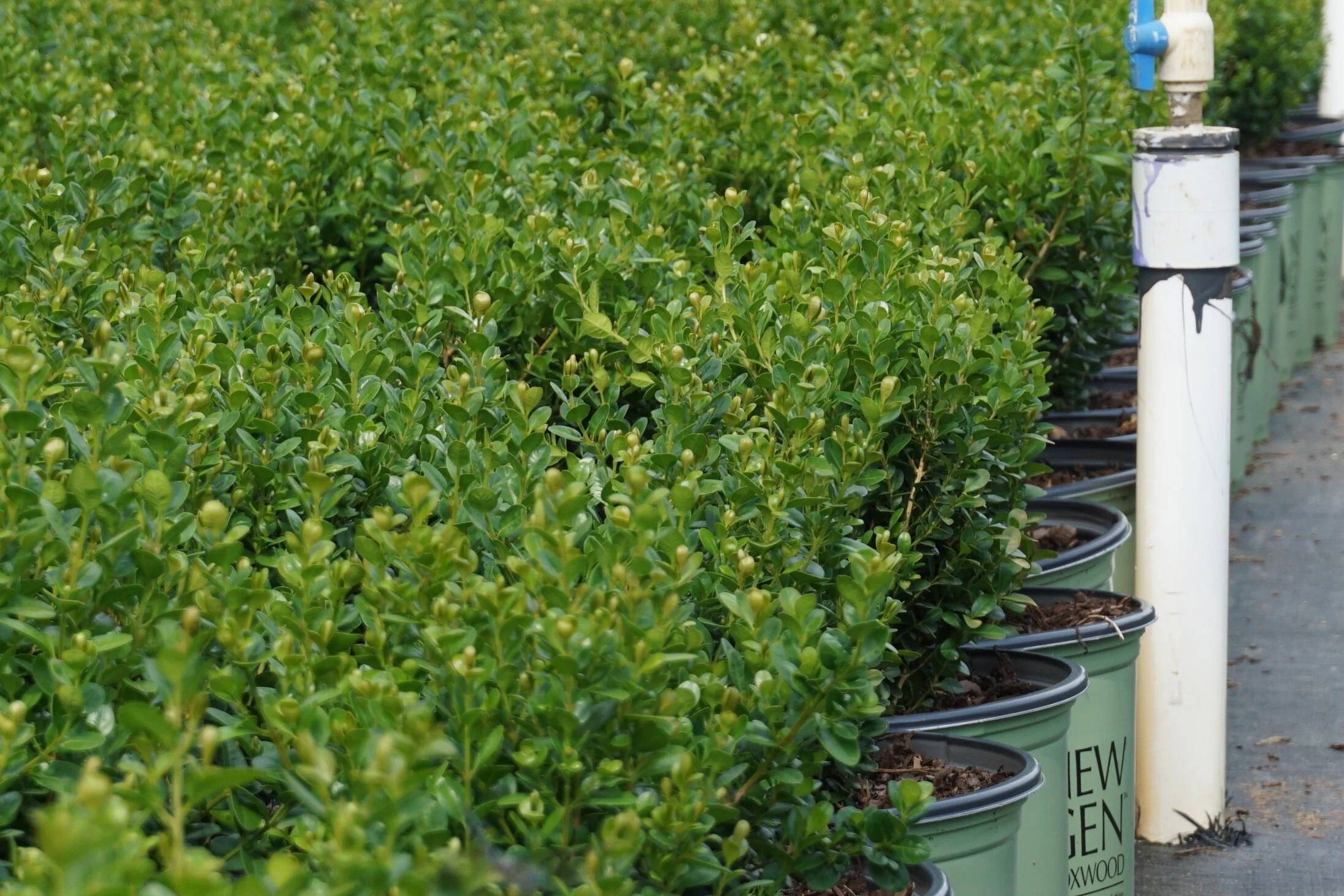Boxwood Care — Blog — NewGen™ Boxwood