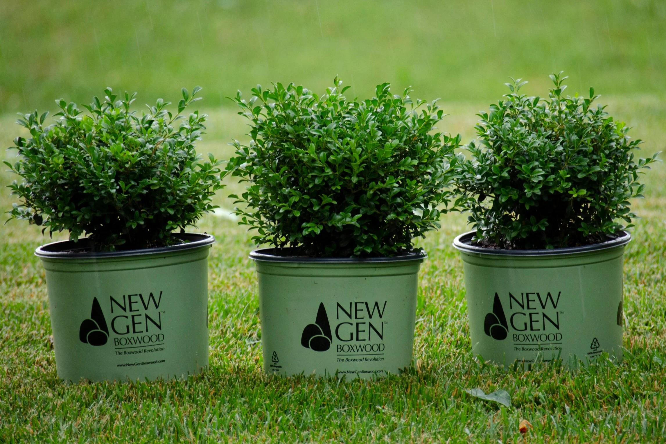 News — NewGen™ Boxwood