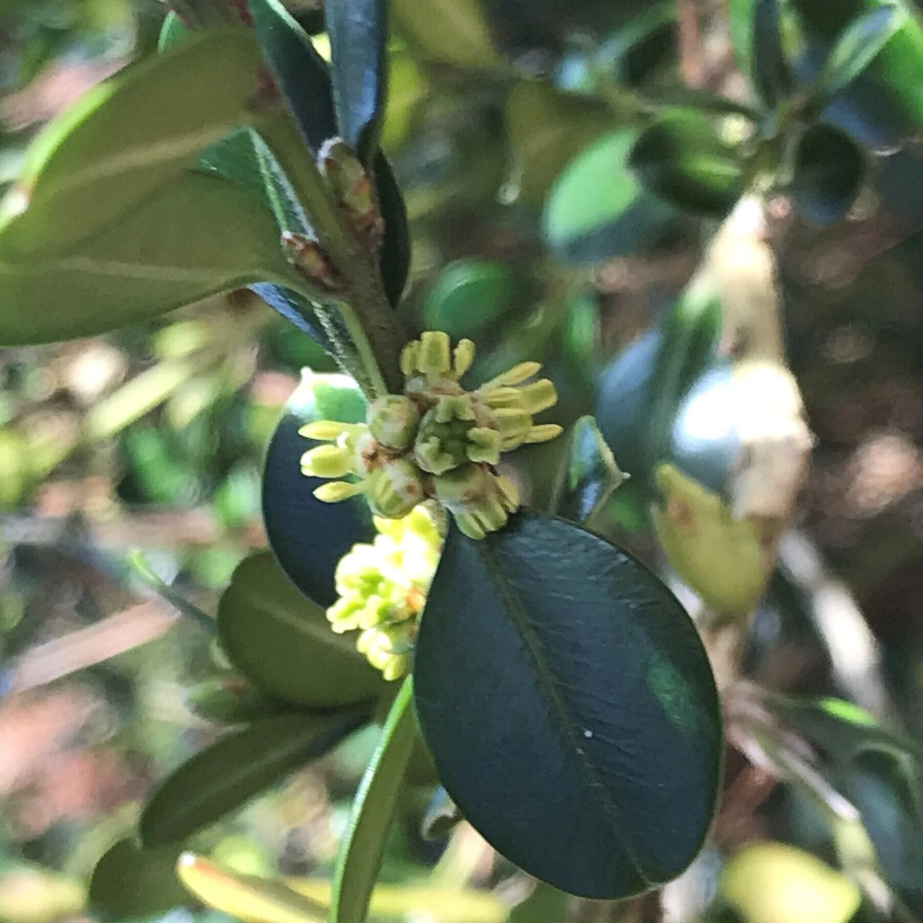 Botany of the Boxwood Flower — NewGen® Boxwood