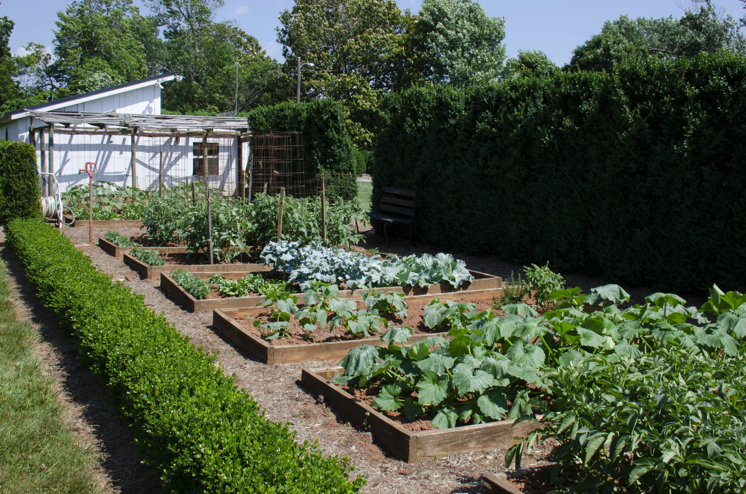 A Time to Plant Boxwood — NewGen™ Boxwood