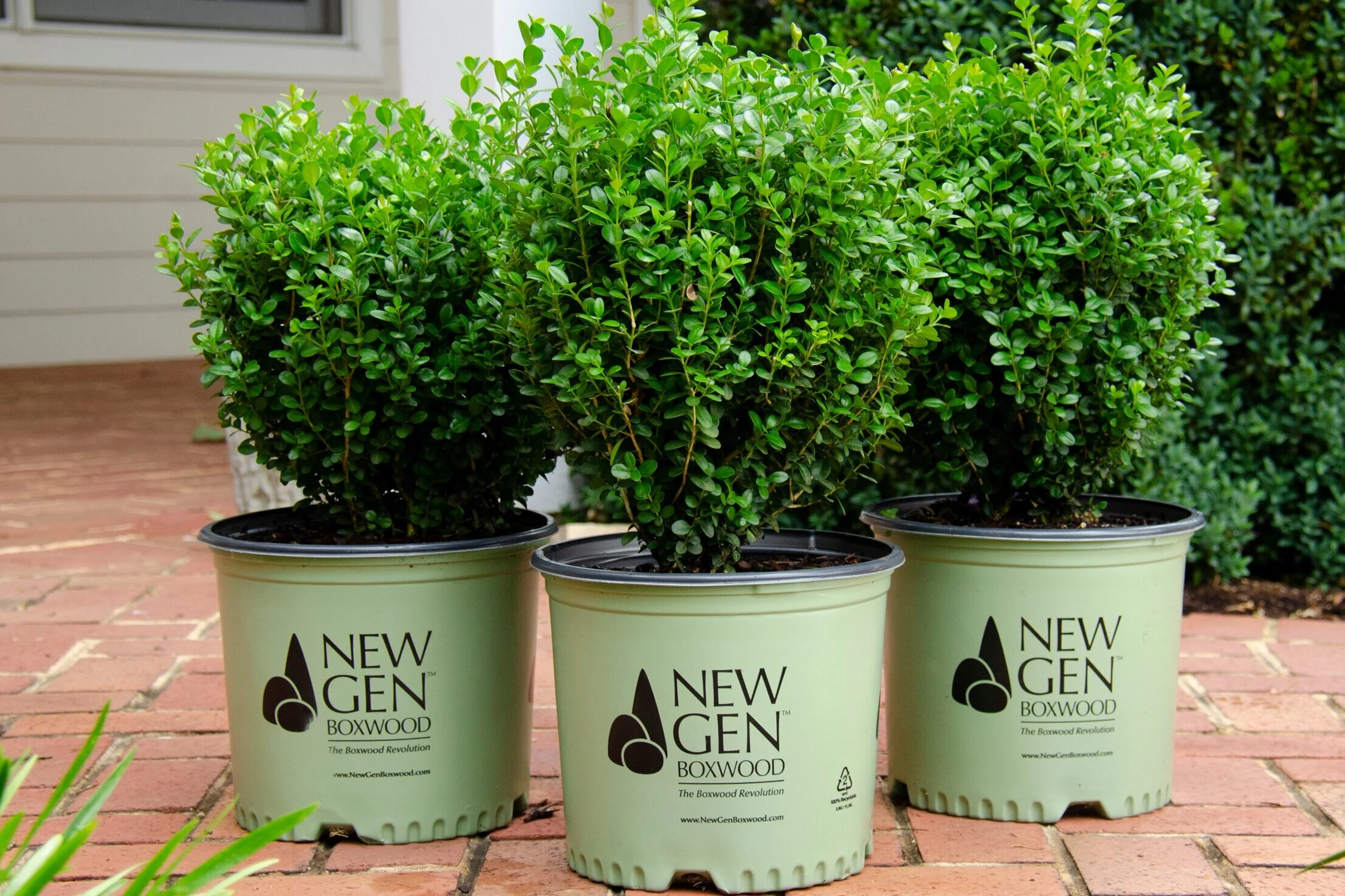 NewGen® Boxwood