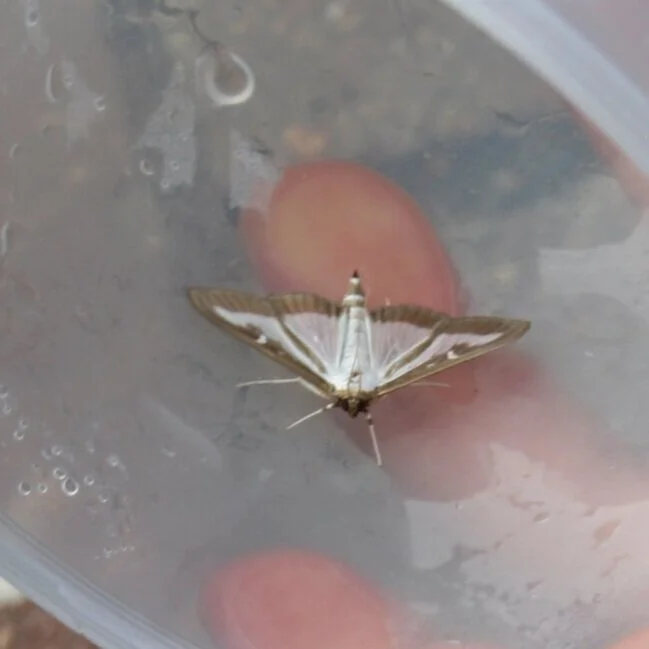 APHIS Takes Step to Slow Possible Boxwood Tree Moth Introduction ...