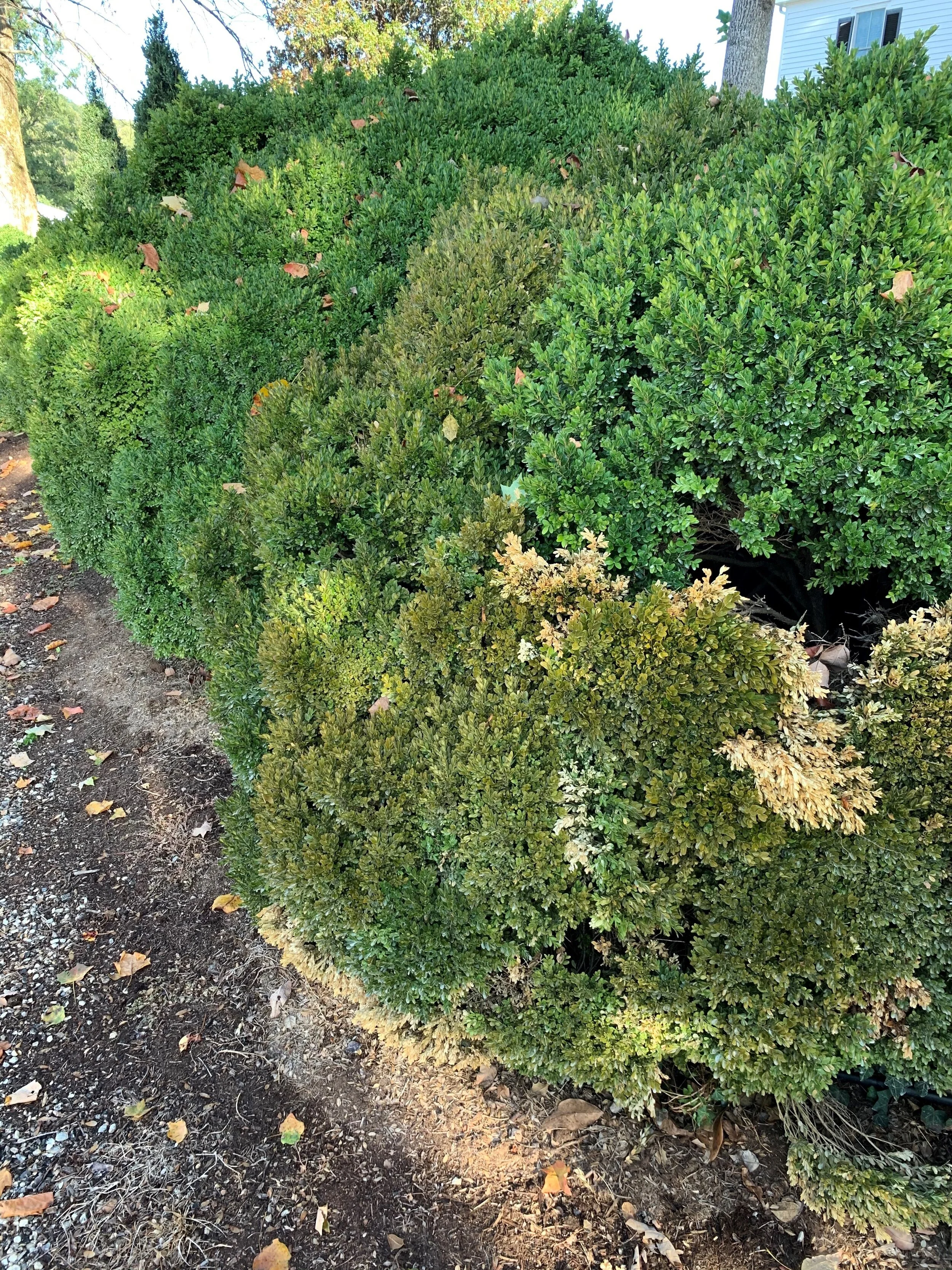 What's Wrong With My Boxwood? — NewGen™ Boxwood