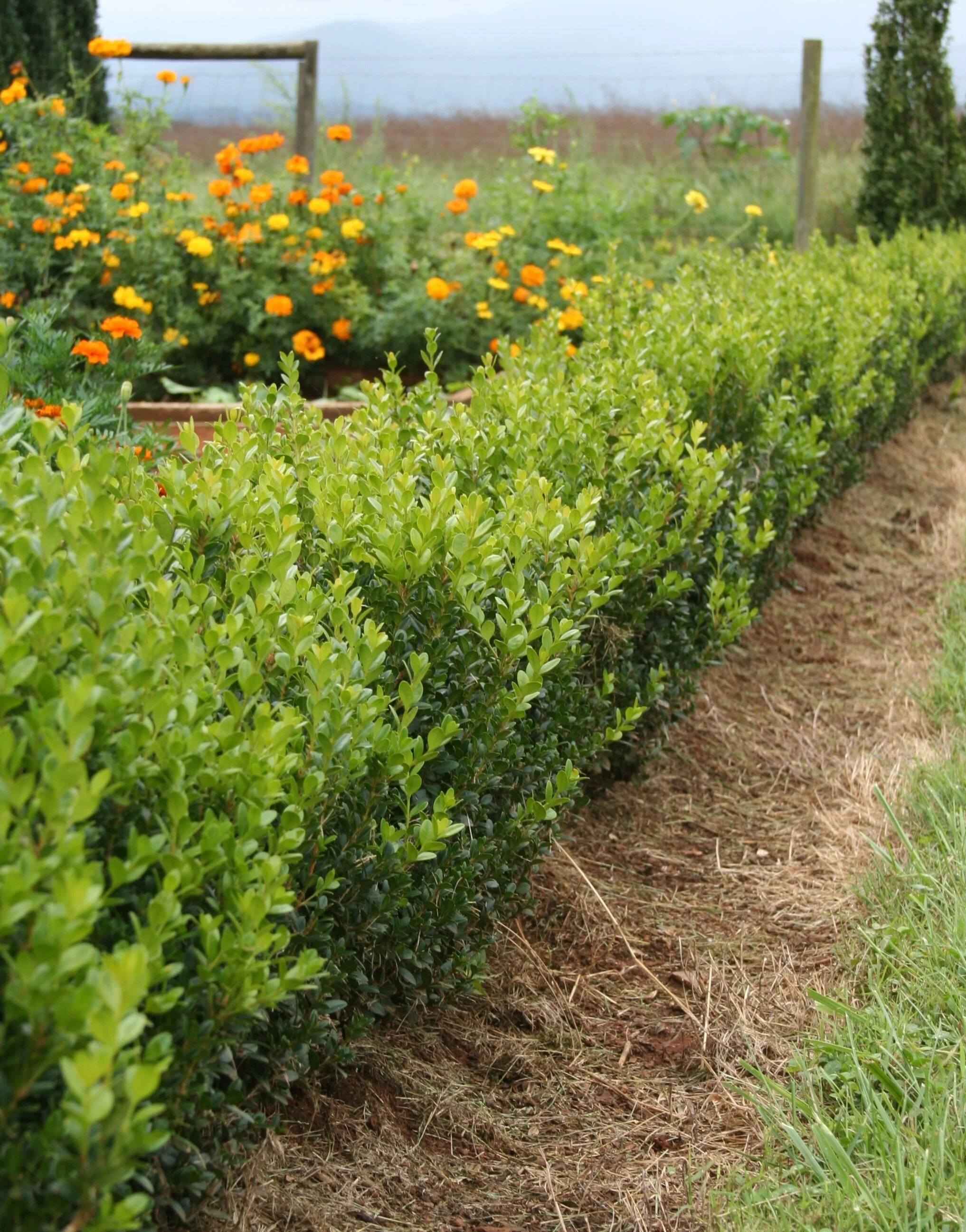 Boxwood Photo Garden — NewGen® Boxwood