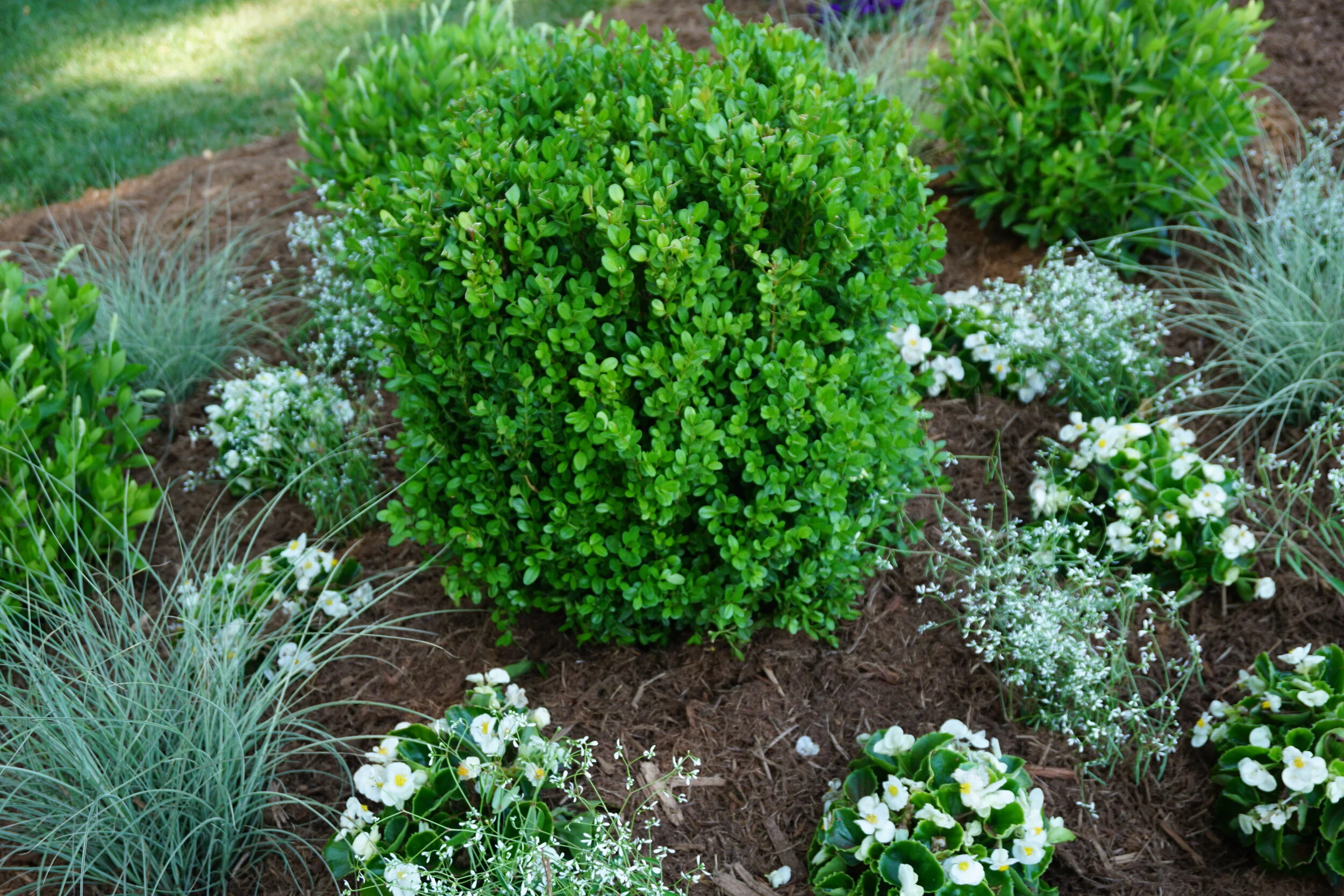 Boxwood Blight — NewGen™ Boxwood