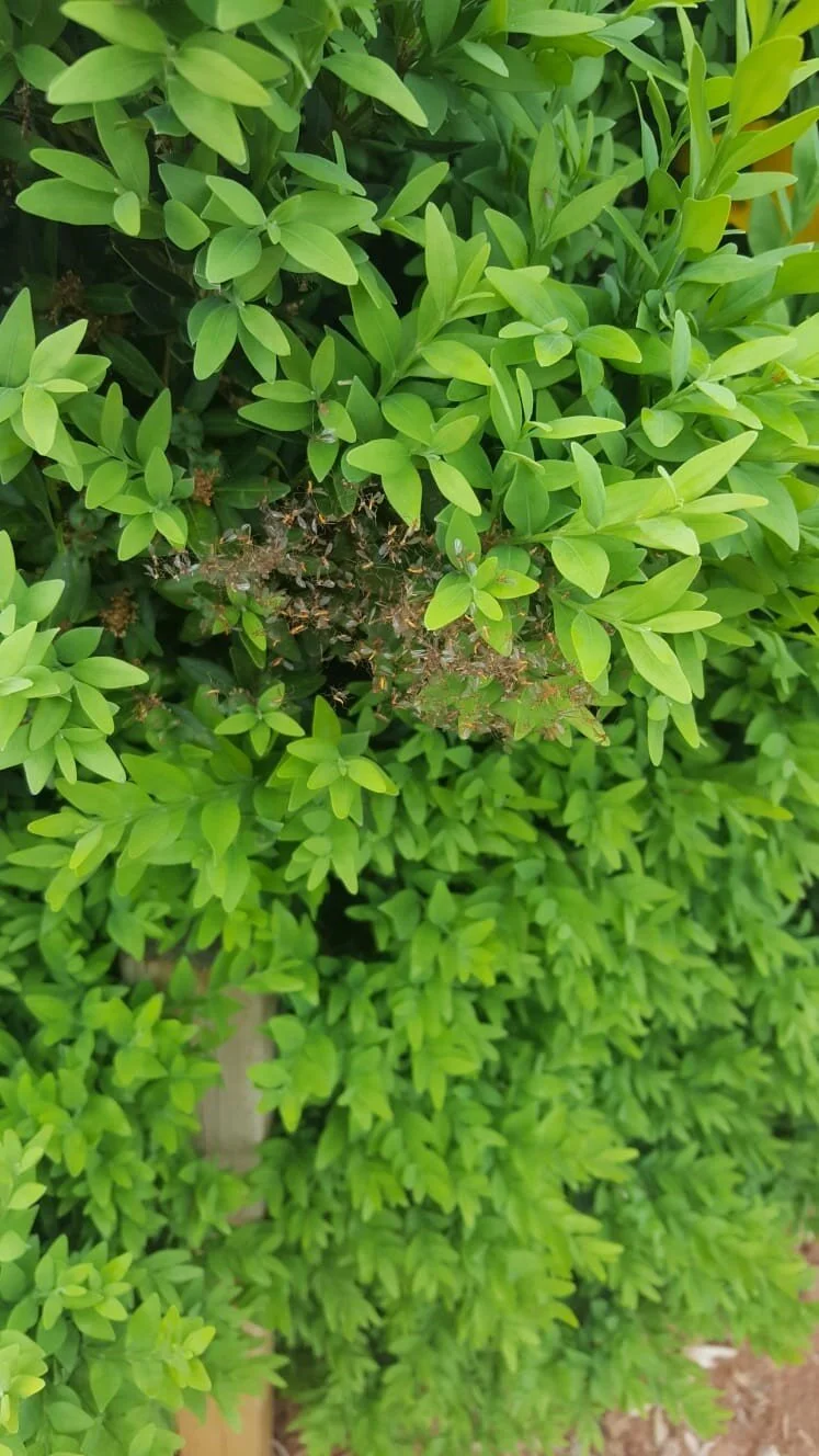 Boxwood Leafminer — NewGen® Boxwood