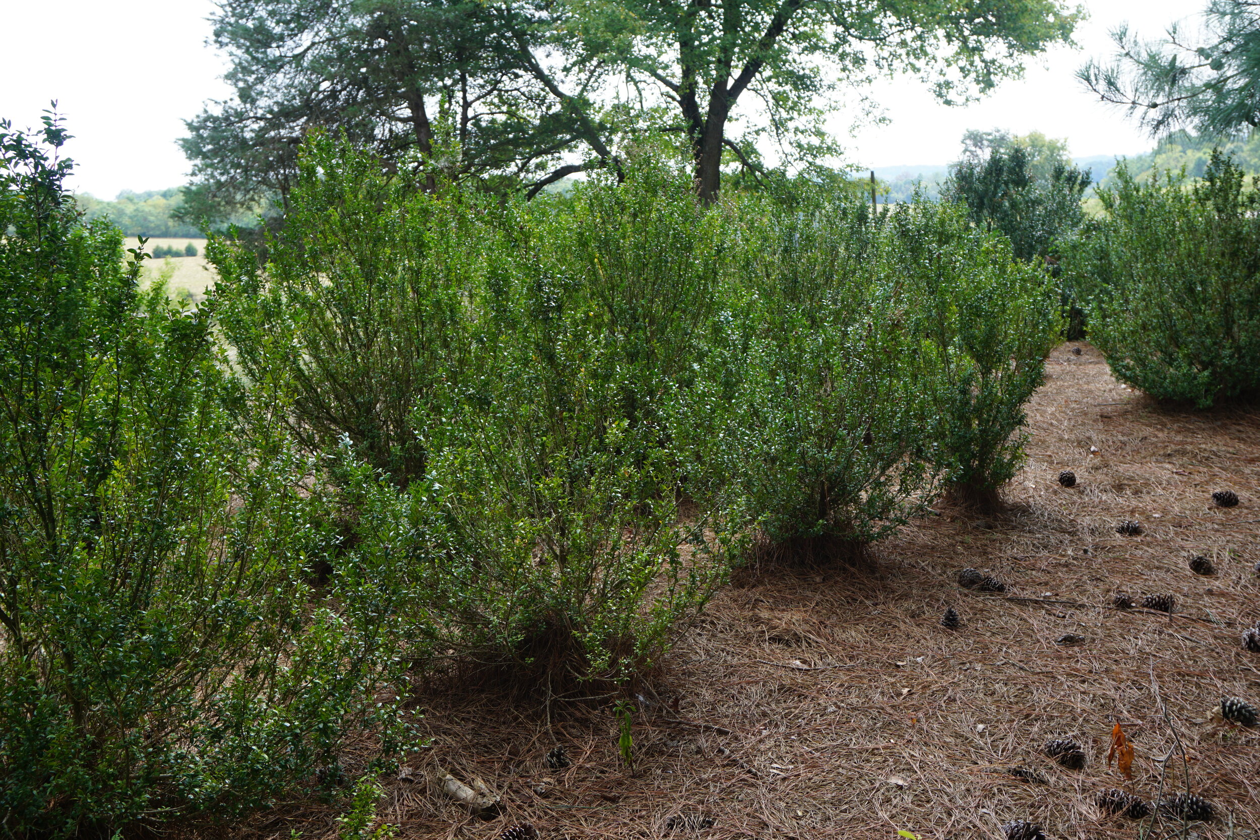 Boxwood Leafminer — NewGen® Boxwood