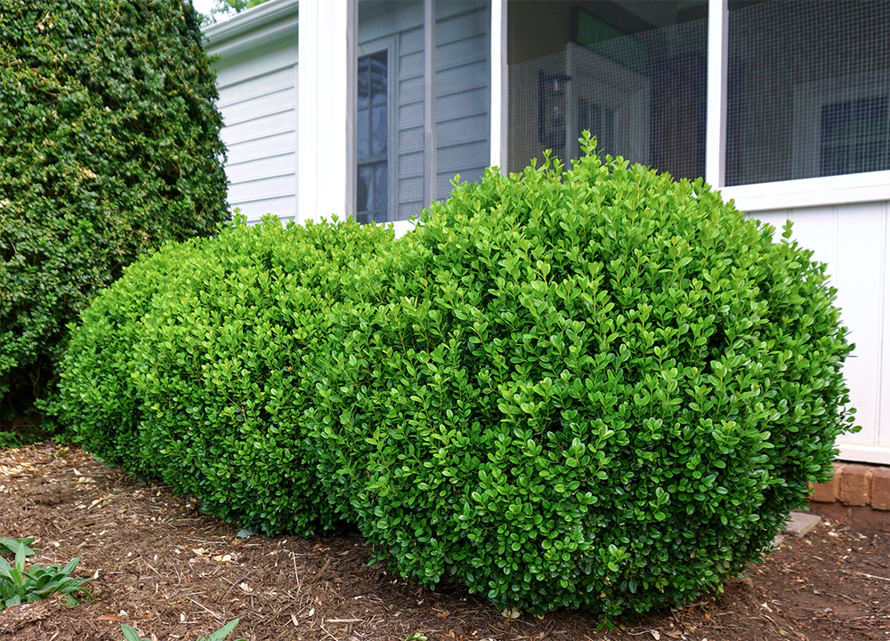 NewGen Freedom® — NewGen® Boxwood