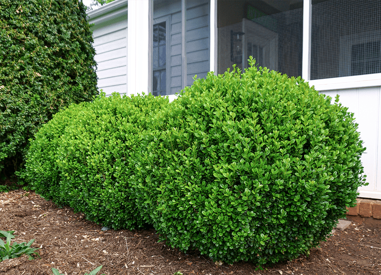 NewGen Freedom® — NewGen® Boxwood