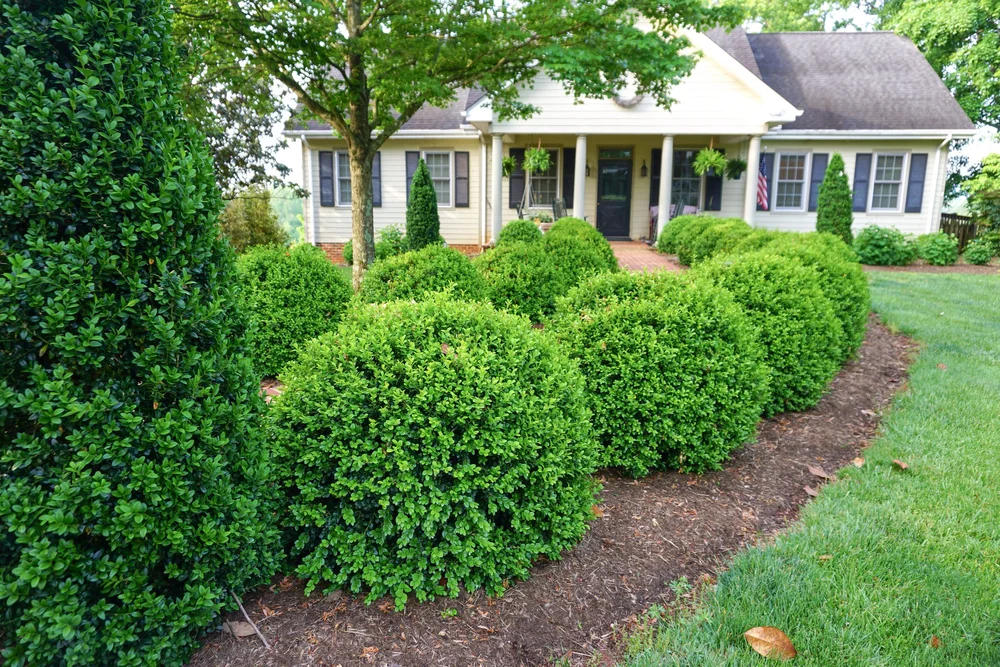 NewGen Independence® — NewGen® Boxwood