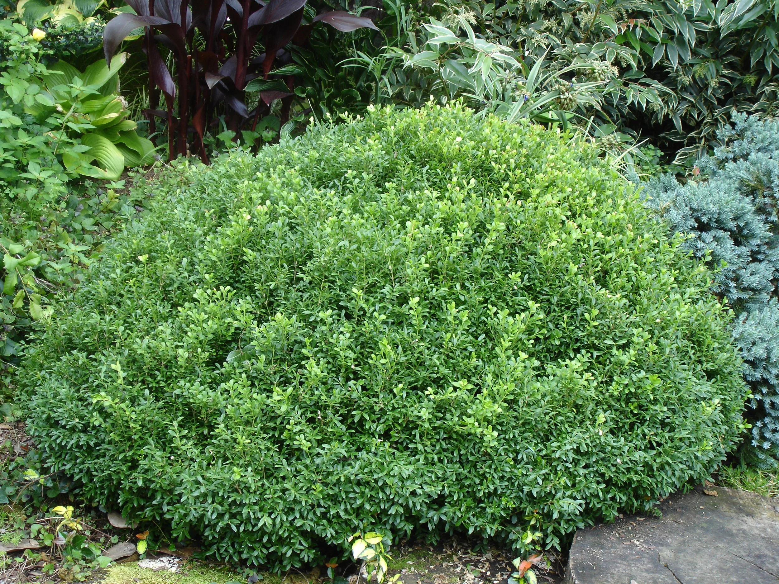 NewGen® Boxwood