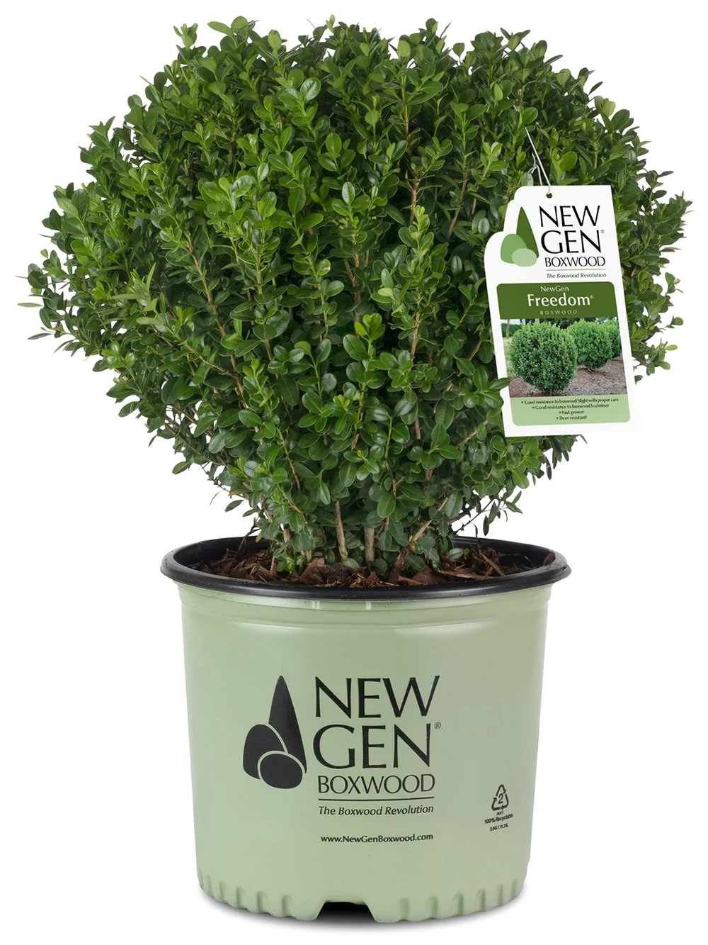 NewGen Freedom® — NewGen® Boxwood