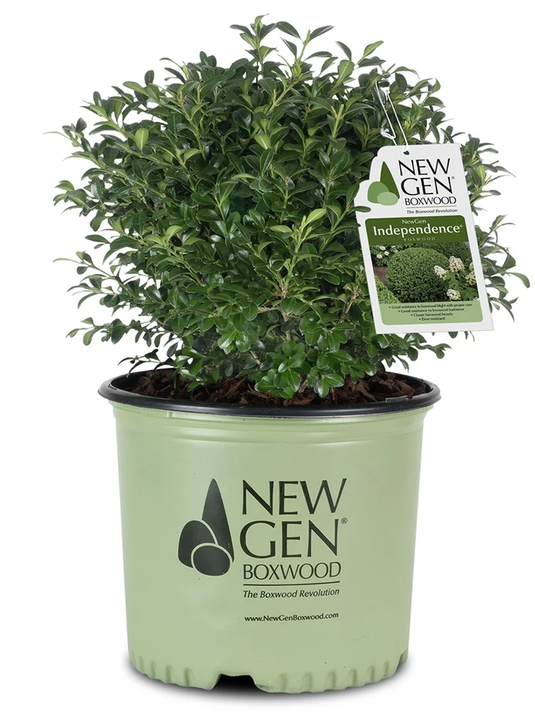 NewGen Independence® — NewGen® Boxwood