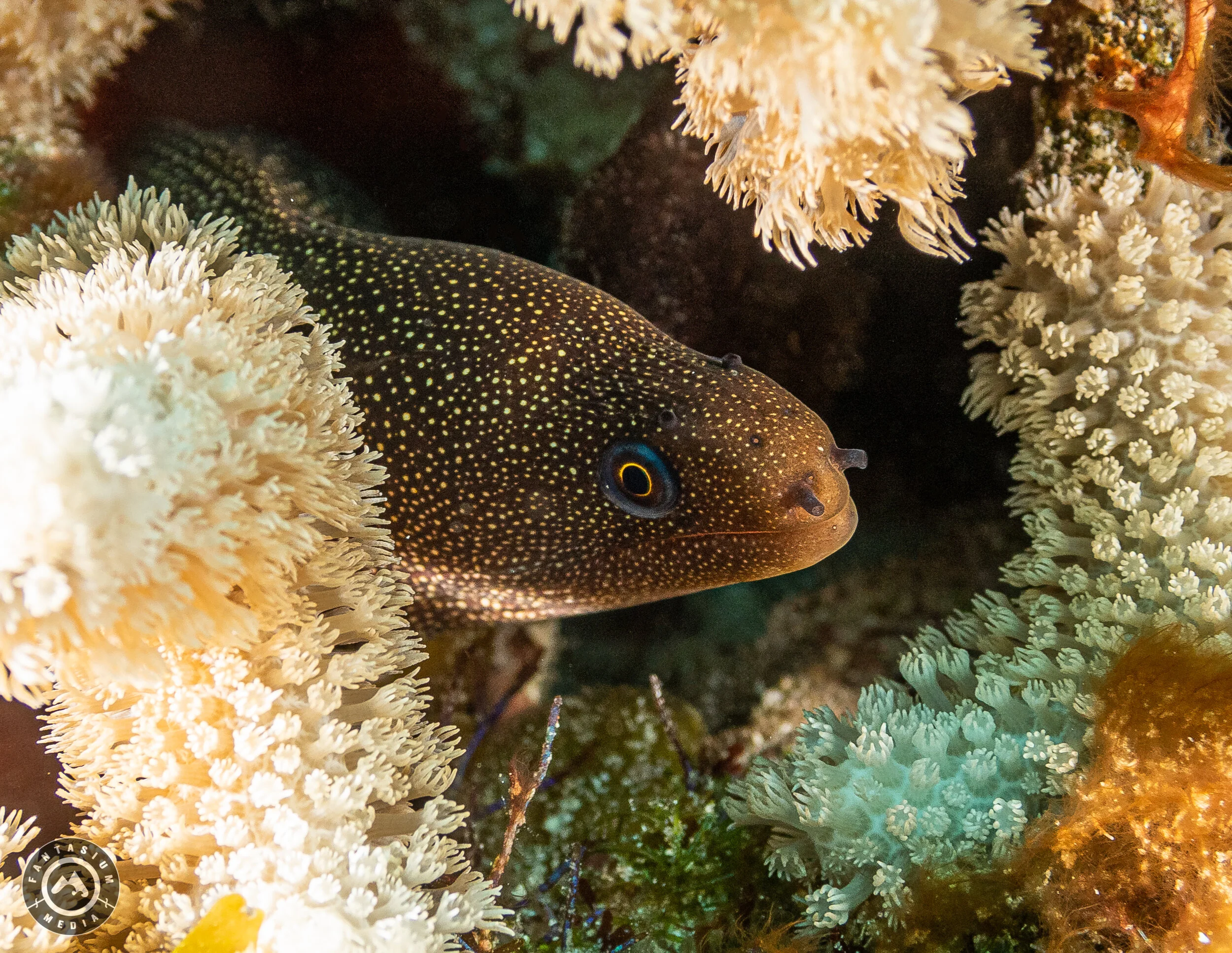 Scuba Diving in Cozumel — Fantasium Media: Images, Stories, and ...