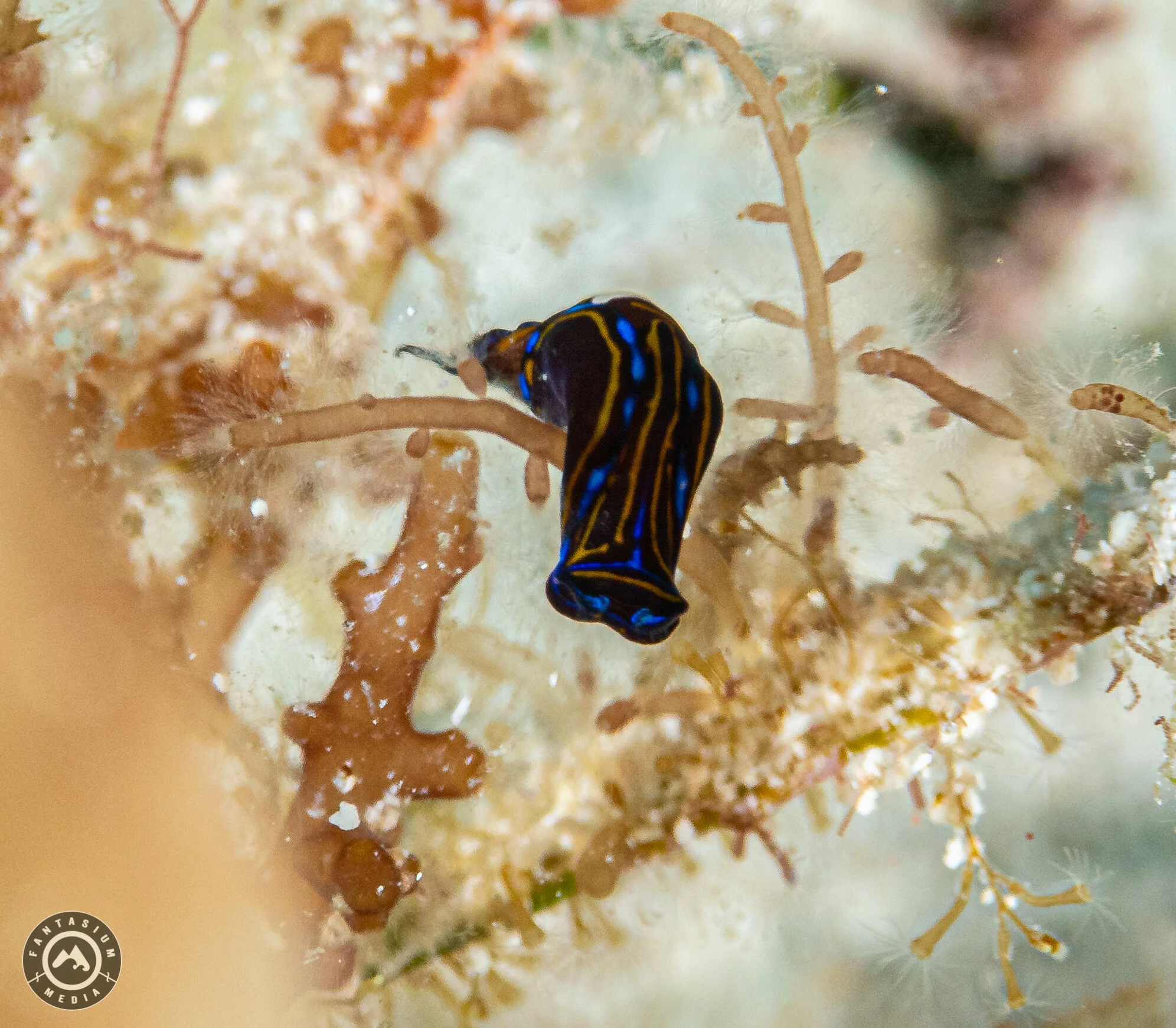 Scuba Diving in Cozumel — Fantasium Media: Images, Stories, and ...