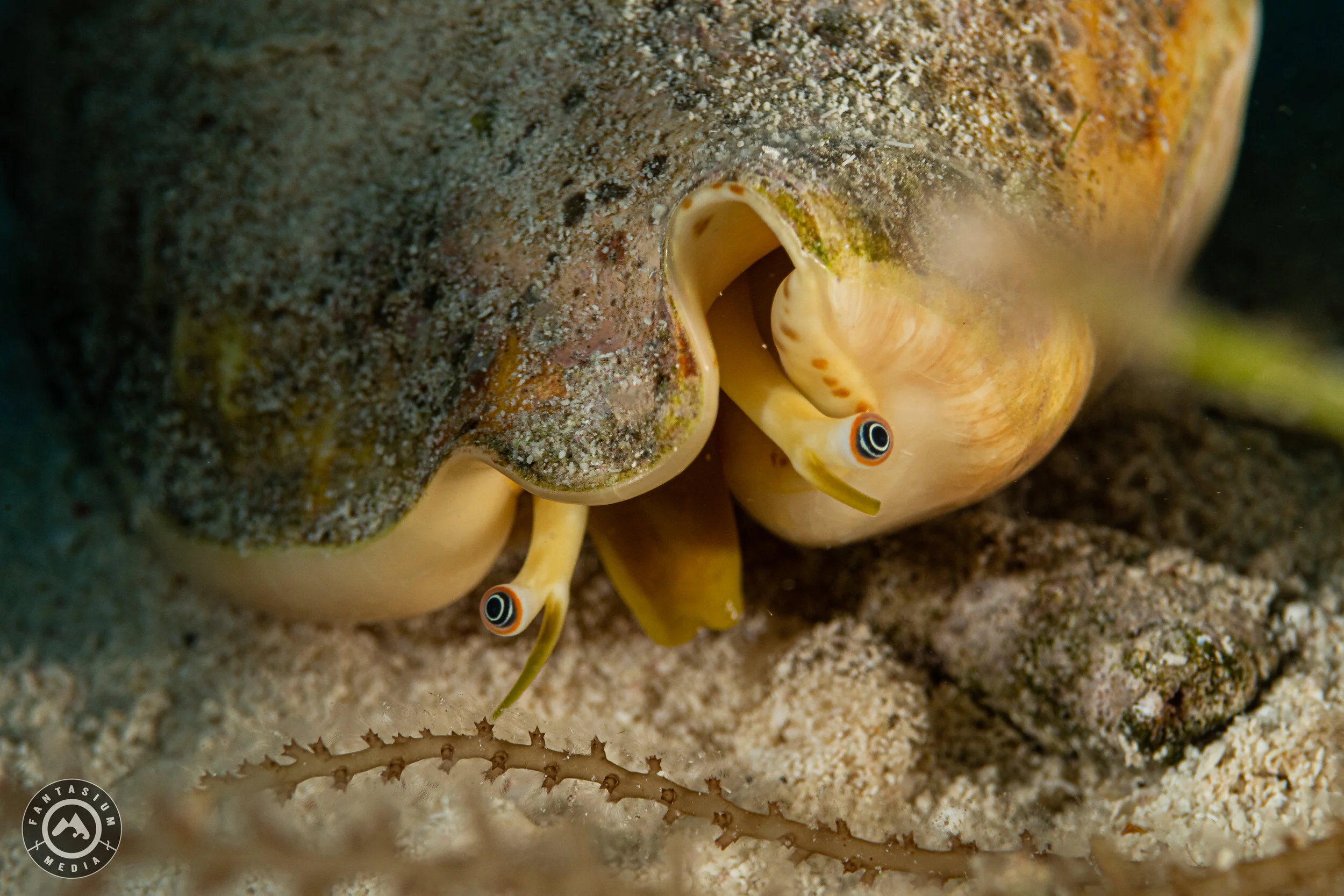 Scuba Diving in Cozumel — Fantasium Media: Images, Stories, and ...