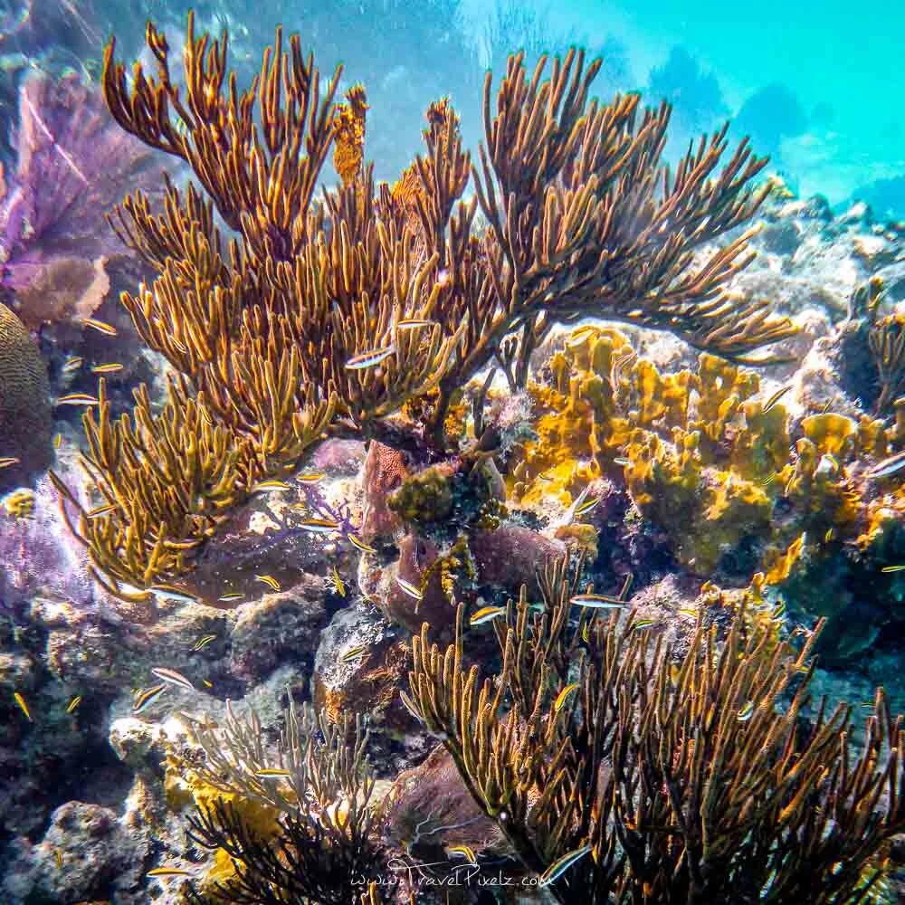 Glovers Reef on a Budget - Paradise in Belize — TravelPixelz
