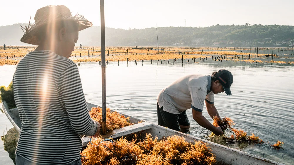 The Seaweed Farms of Nusa Lembongan, Bali - A Photo Story — TravelPixelz