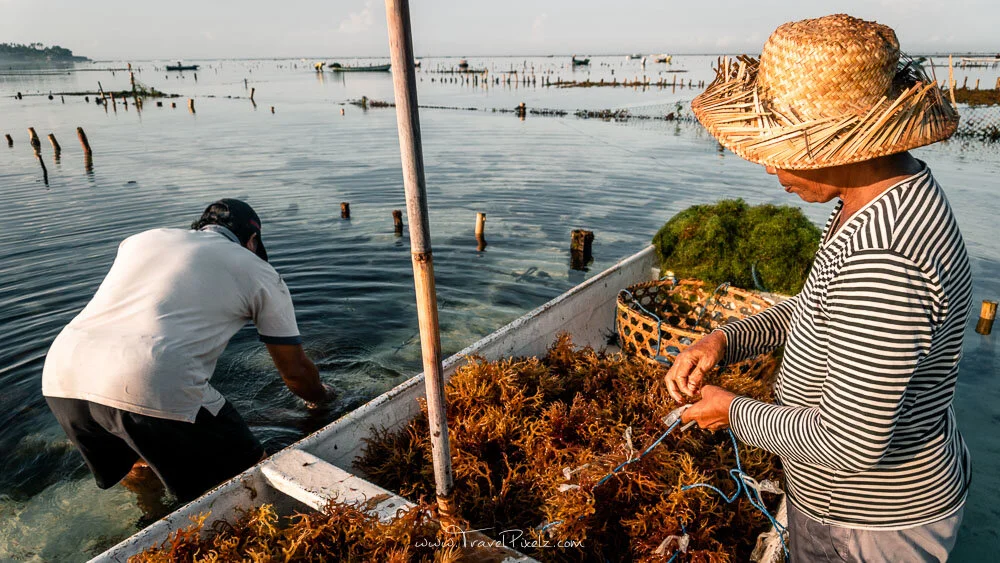 The Seaweed Farms of Nusa Lembongan, Bali - A Photo Story — TravelPixelz