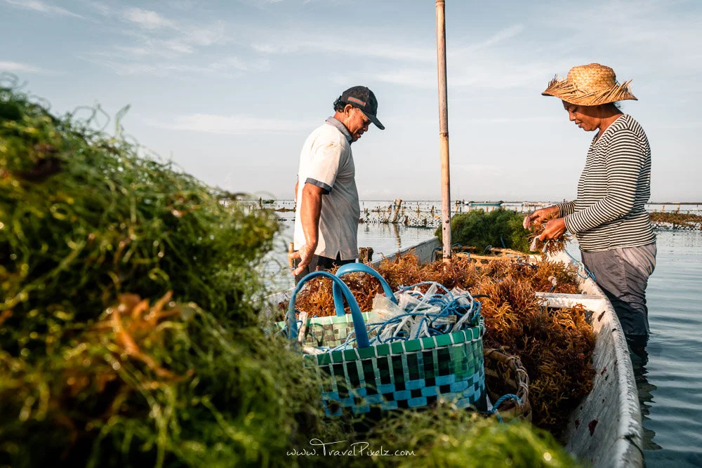 The Seaweed Farms of Nusa Lembongan, Bali - A Photo Story — TravelPixelz