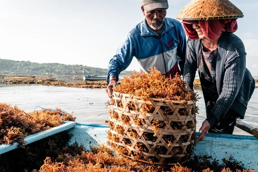 The Seaweed Farms of Nusa Lembongan, Bali - A Photo Story — TravelPixelz