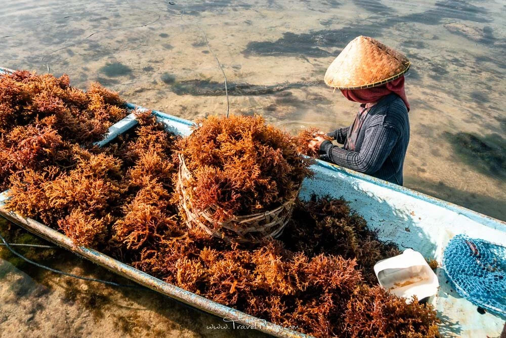 The Seaweed Farms of Nusa Lembongan, Bali - A Photo Story — TravelPixelz