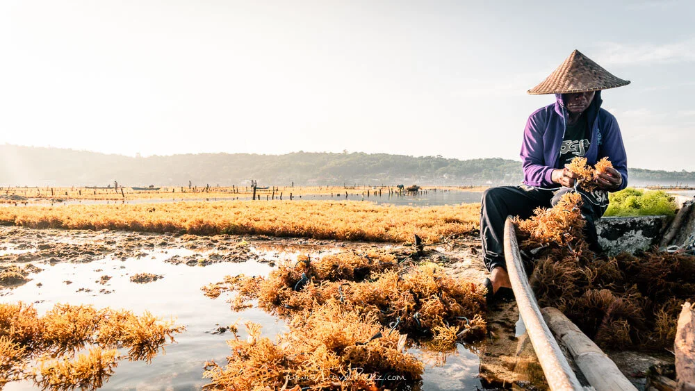 The Seaweed Farms of Nusa Lembongan, Bali - A Photo Story — TravelPixelz
