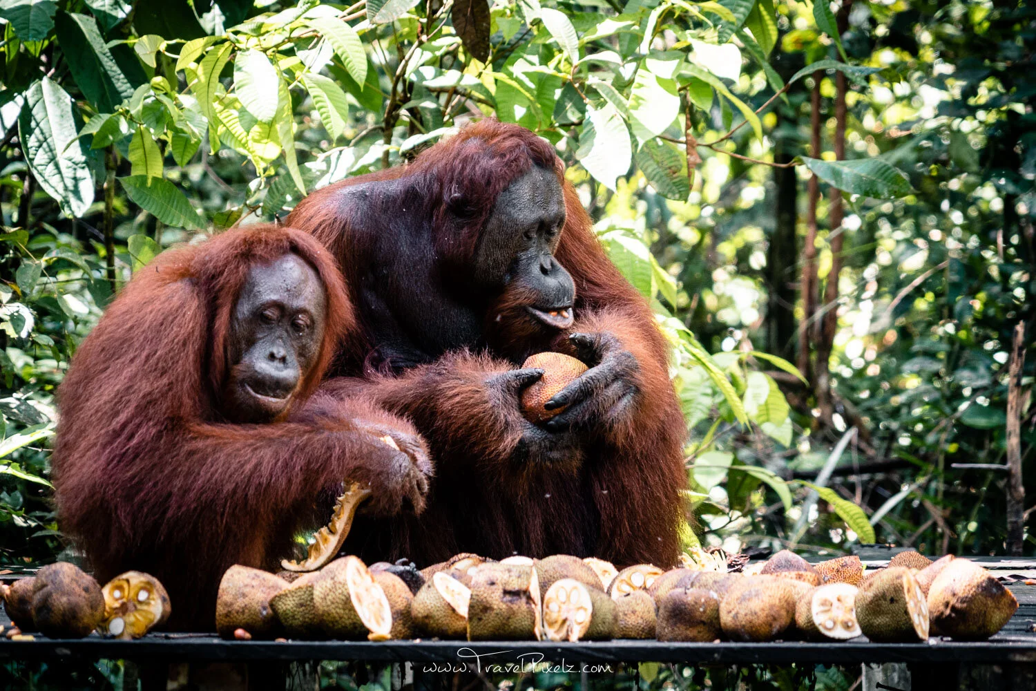 Tanjung Puting National Park - A Boat Tour to Borneo’s Orangutans ...