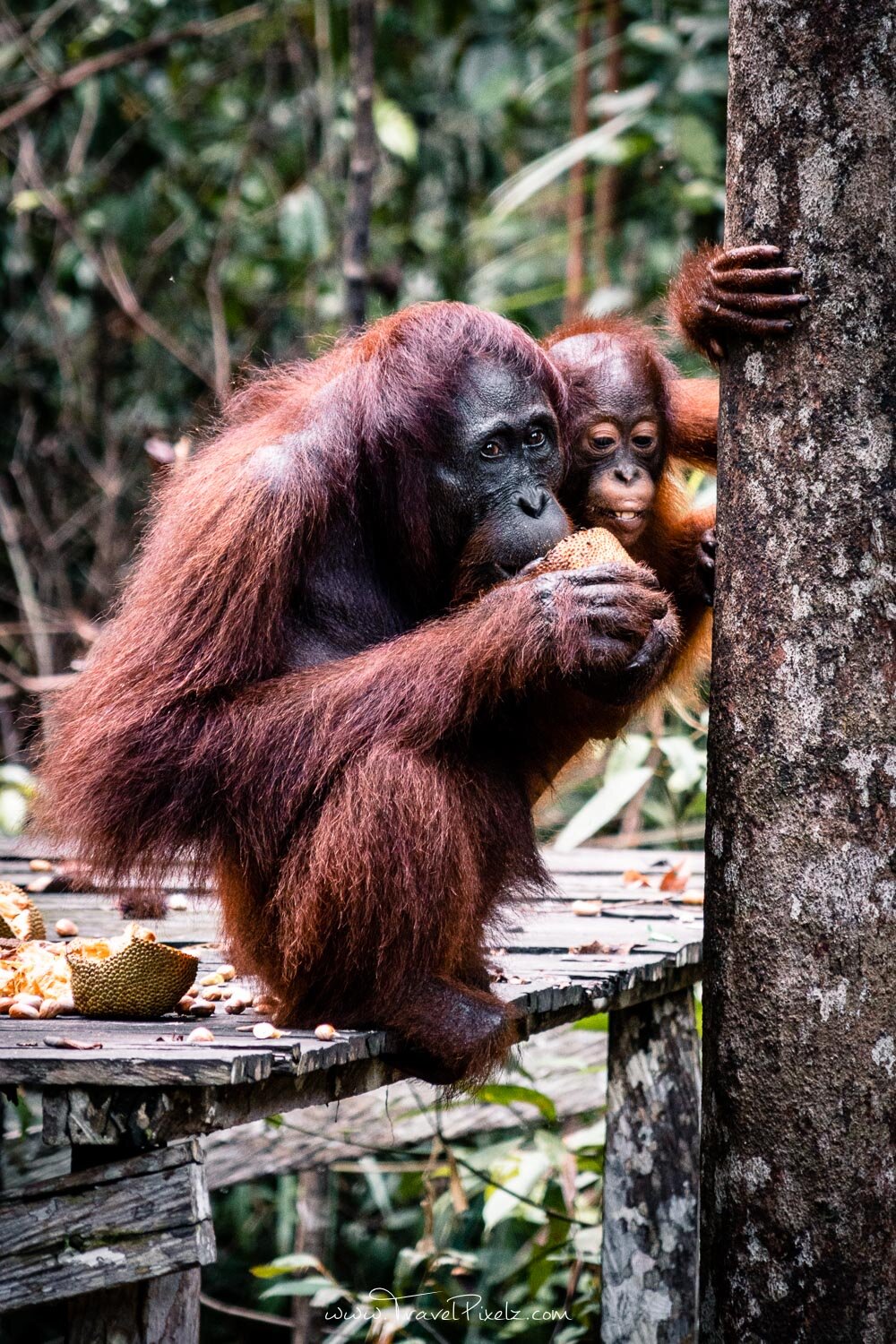Tanjung Puting National Park - A Boat Tour to Borneo’s Orangutans ...